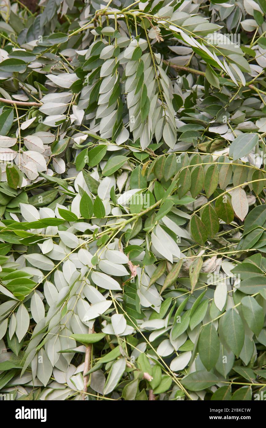 Kakawate hi-res stock photography and images - Alamy