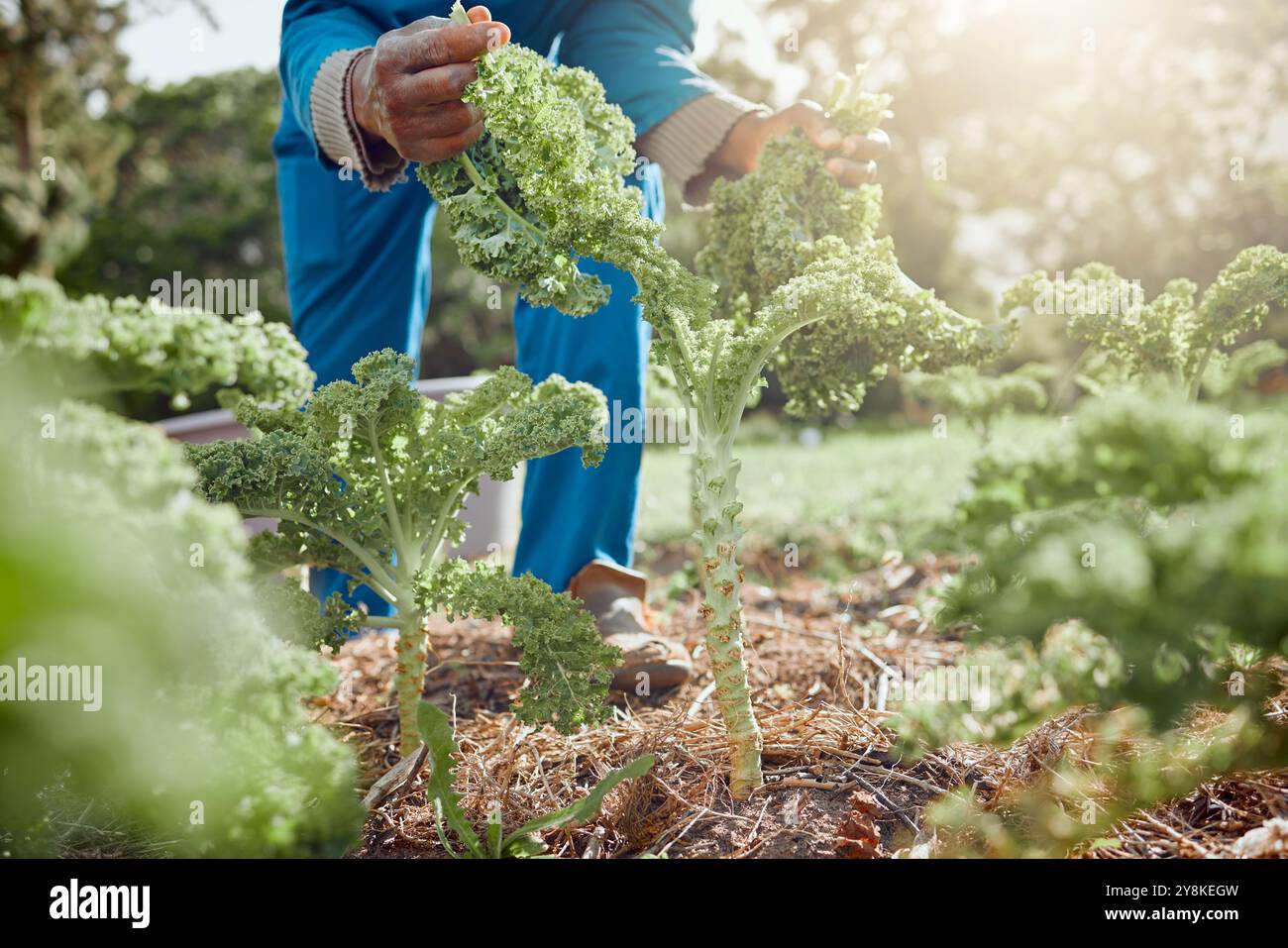 Man, hands and kale on farm for harvest, agriculture and sustainable ...