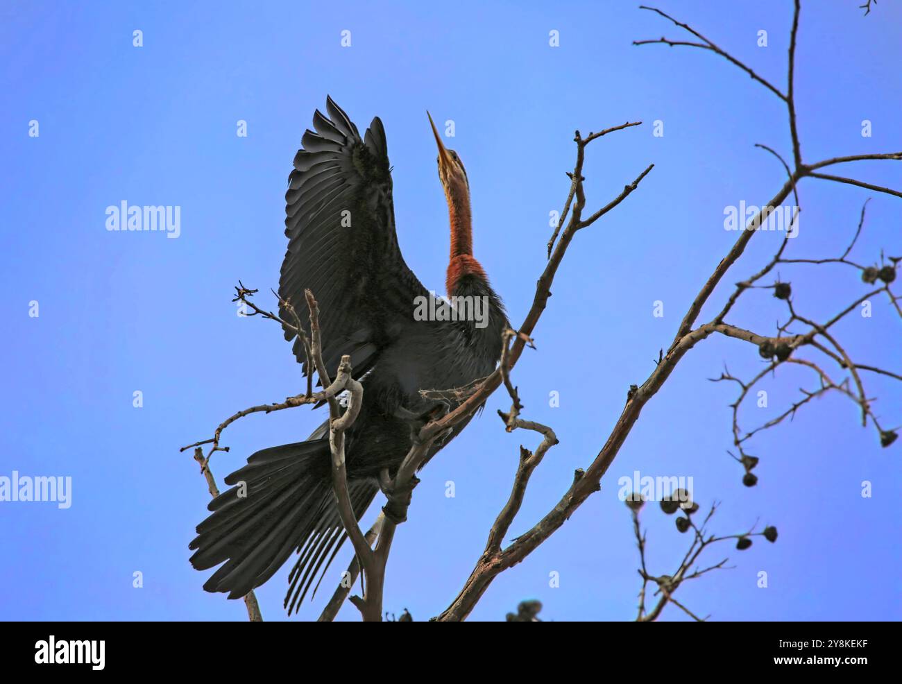 An African Darter (Anhinga rufa) drying its wings in a tree at a dam in ...