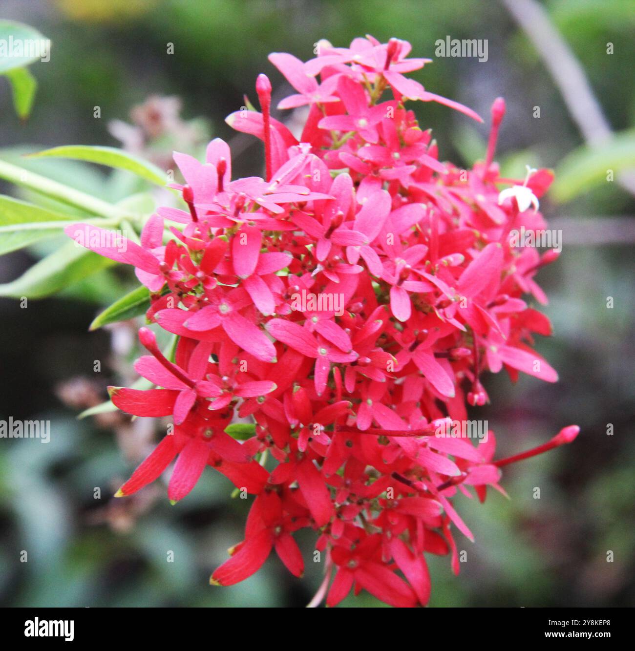 Colorful tabebuya flowers are perfect for backgrounds Stock Photo - Alamy
