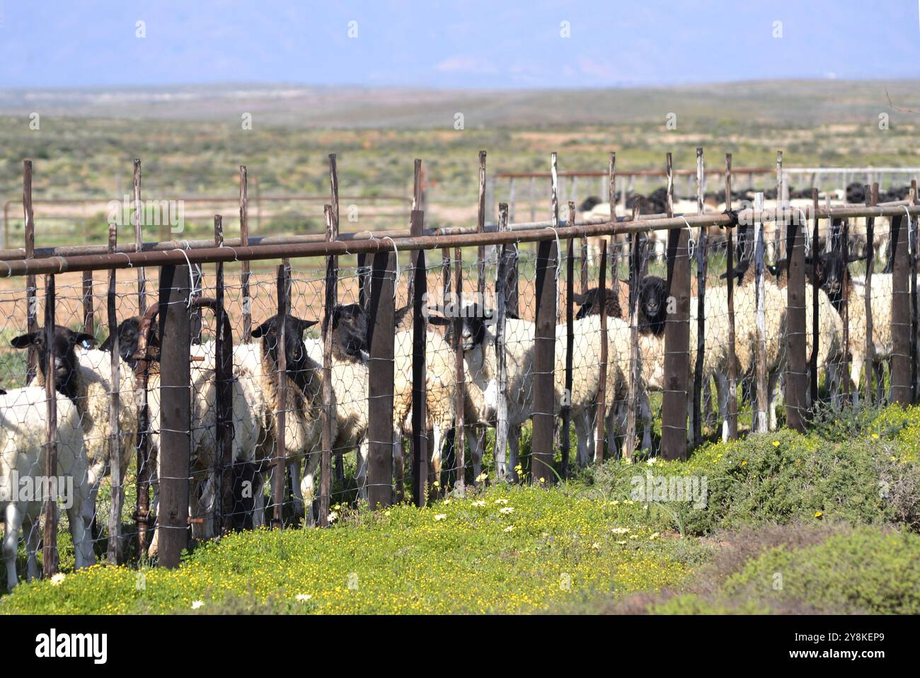 Lifestock controller hi-res stock photography and images - Alamy