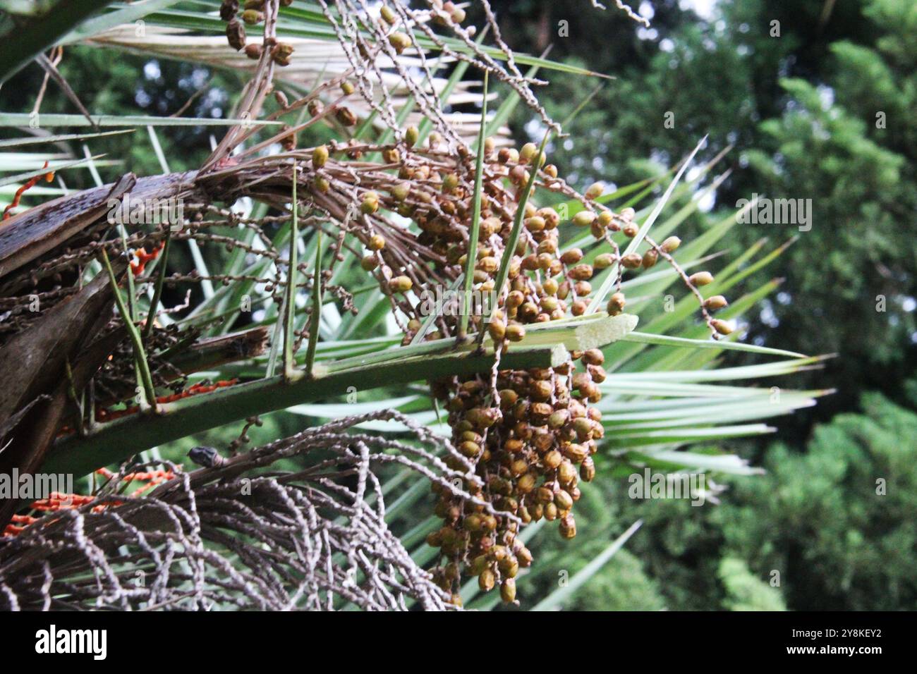 Adaptation of date palm tree in desert hi-res stock photography and ...