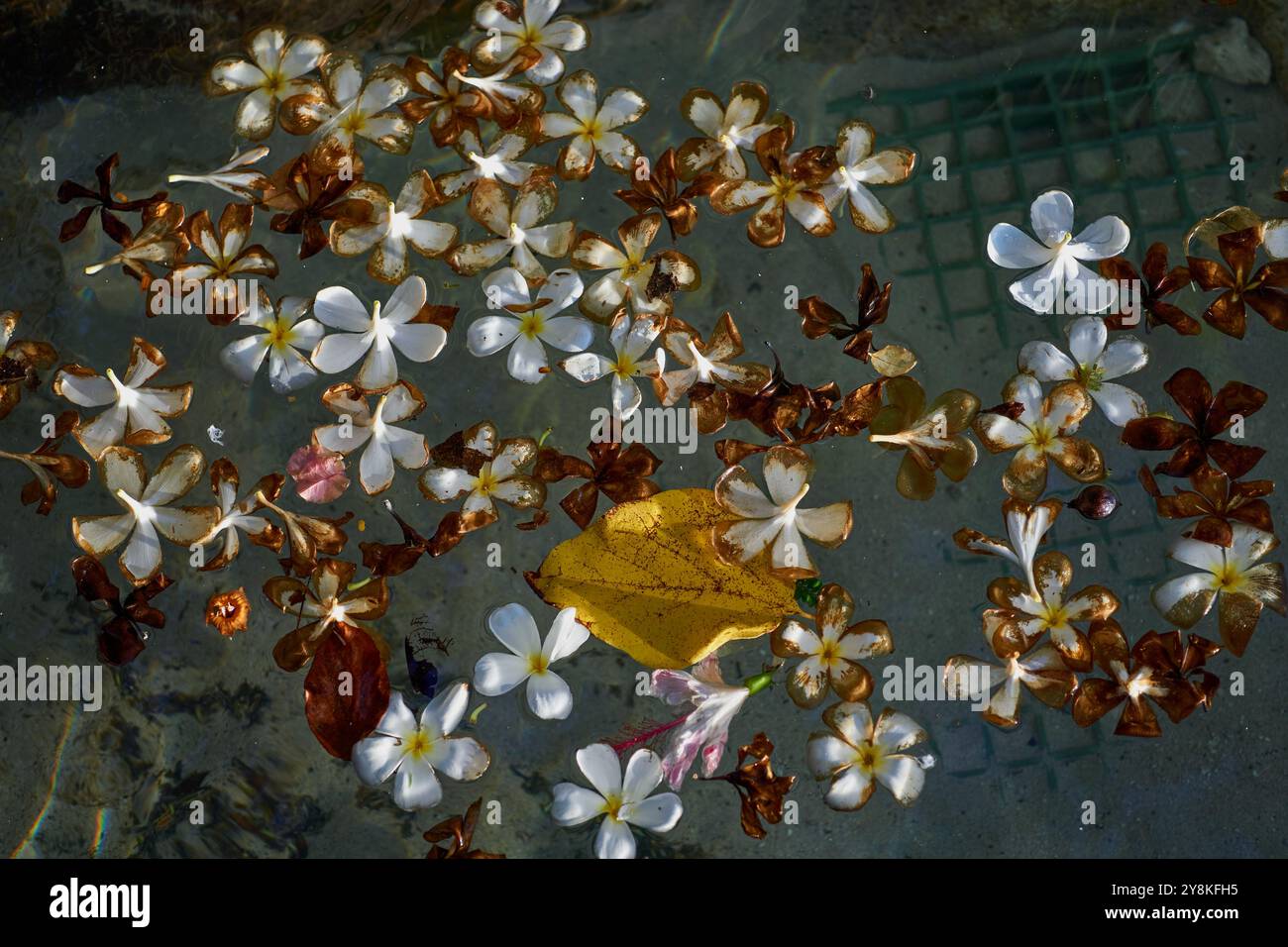 Frangipani flowers in water Stock Photo - Alamy