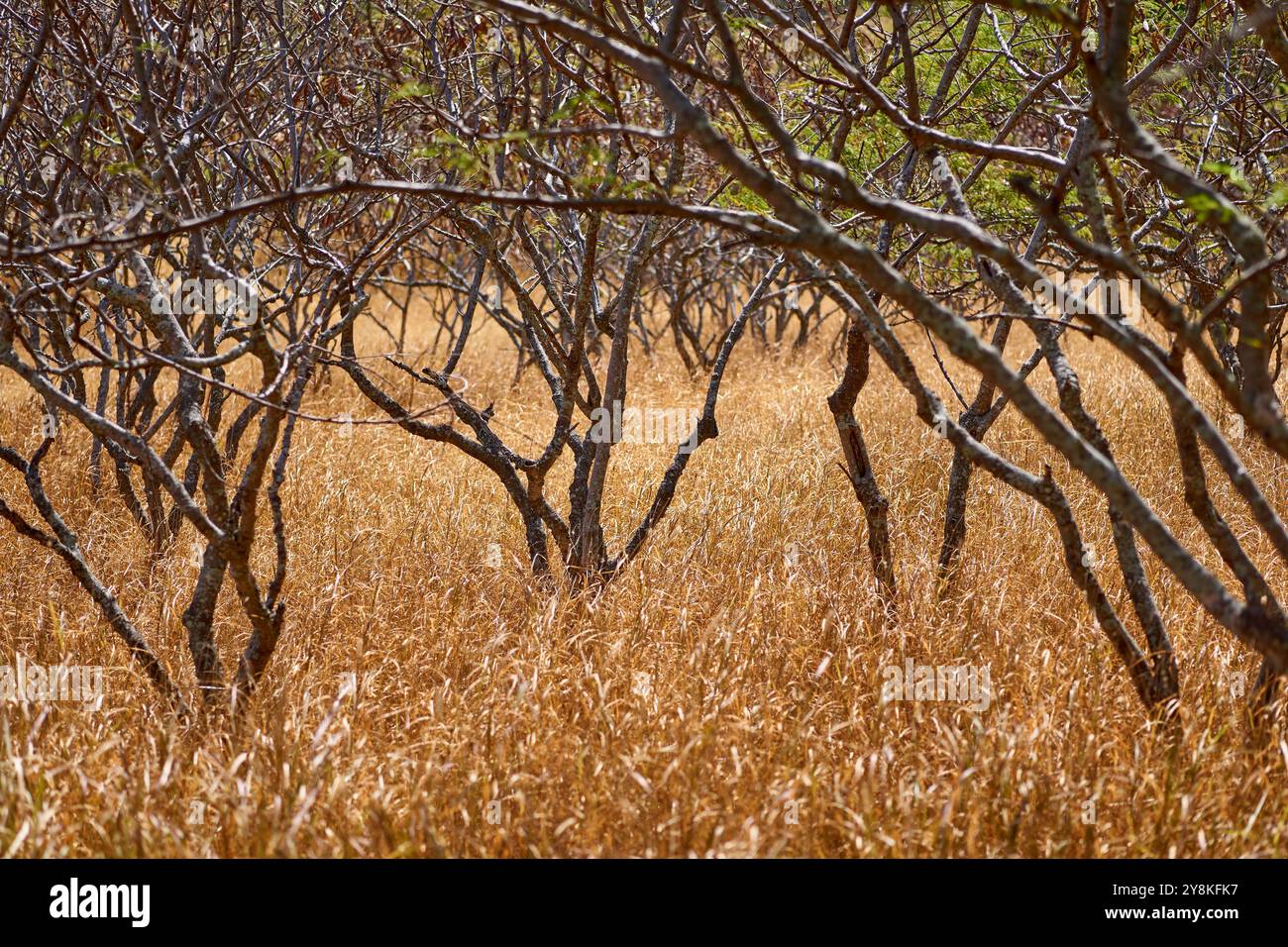 Diamond trees hi-res stock photography and images - Alamy