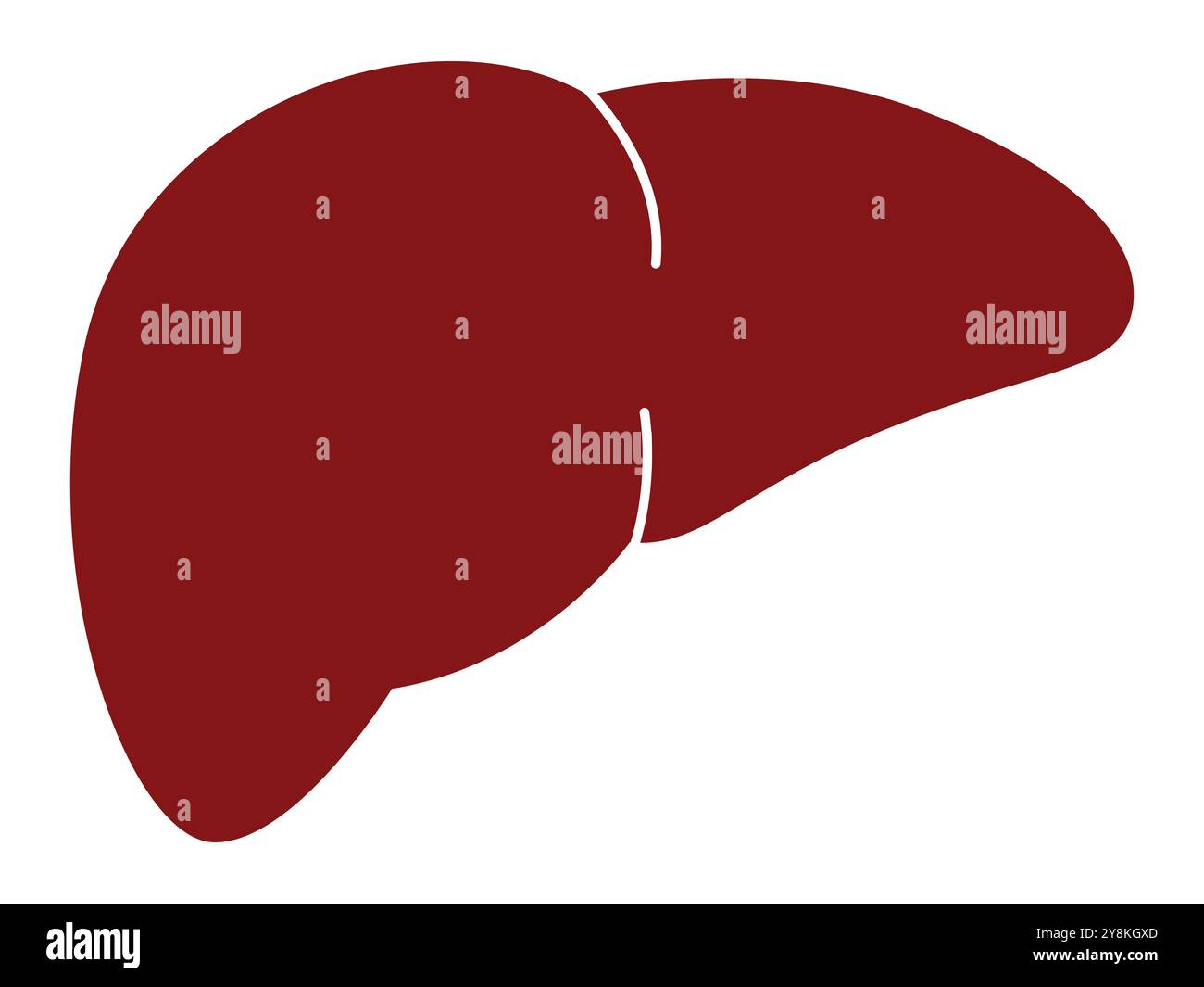 Liver organ colored version anatomy science biology learning education ...