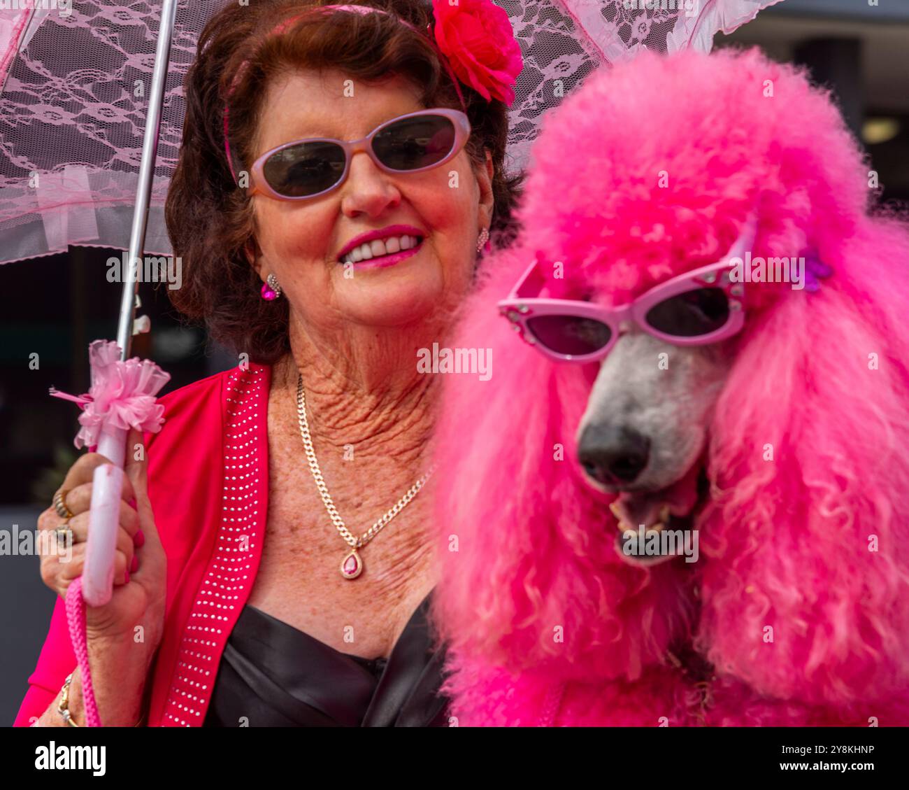 pink dyed standard poodle with owner at cooly rocks on retro festival ...
