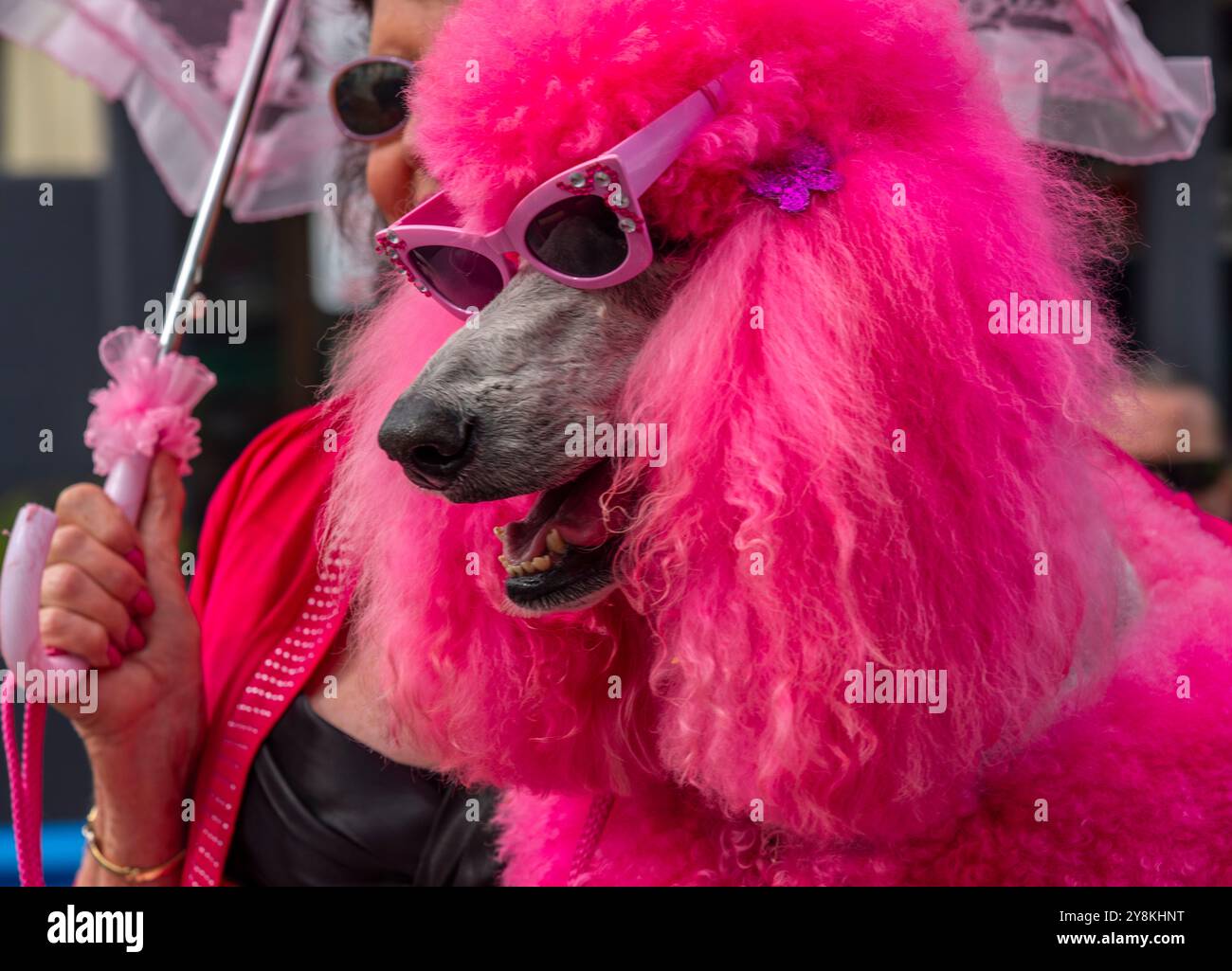 pink dyed standard poodle with owner at cooly rocks on retro festival ...