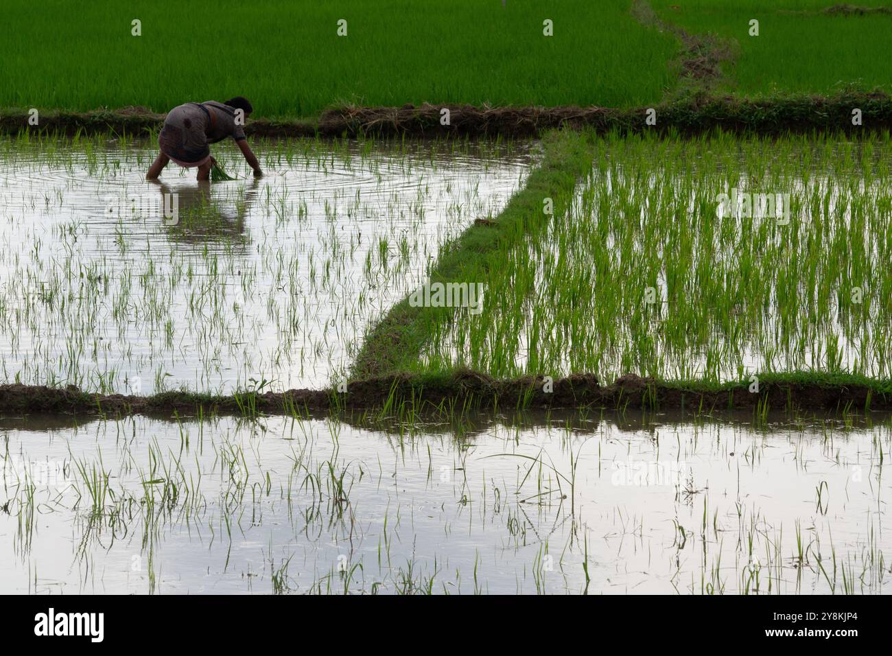 Bihar, India. Indian woman works on a flooded paddy field Stock Photo ...