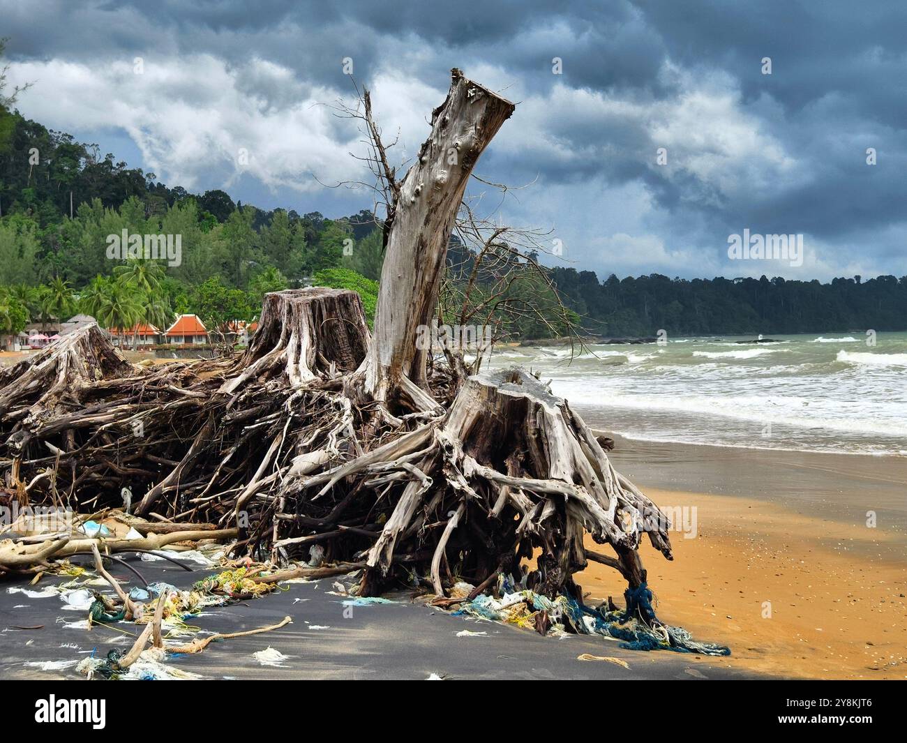 A tree stump is currently laying on the beach close to the ocean Stock ...