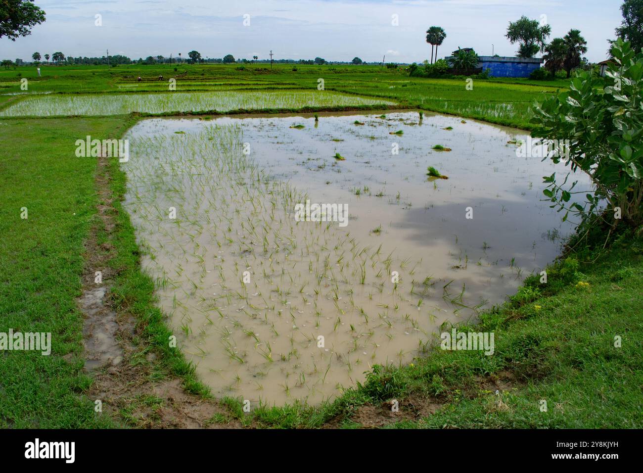 Bihar, India. Flooded paddy field Stock Photo - Alamy