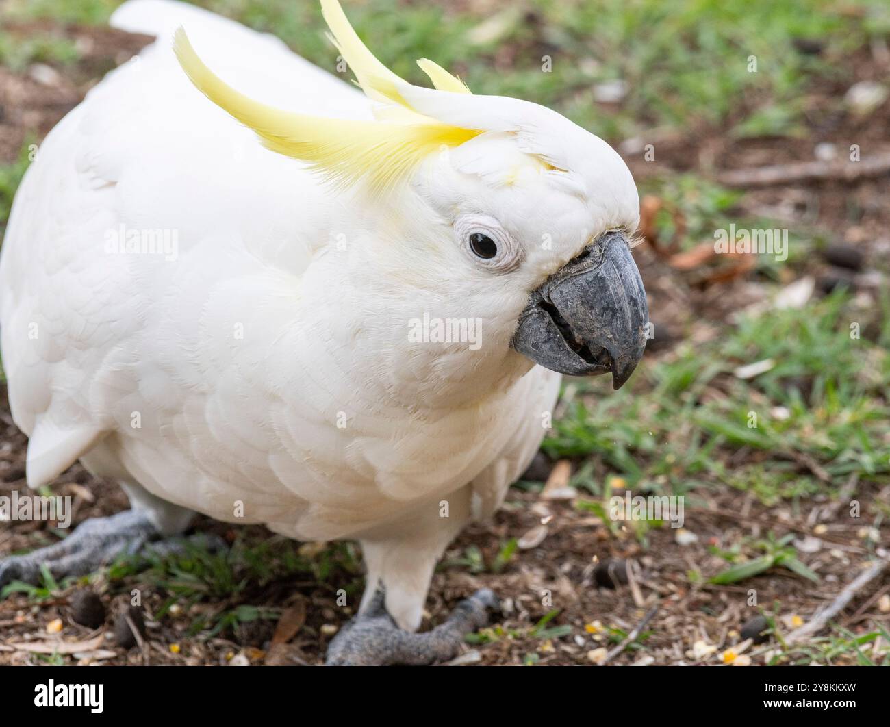 The yellow-crested cockatoo also known as the lesser sulphur-crested ...