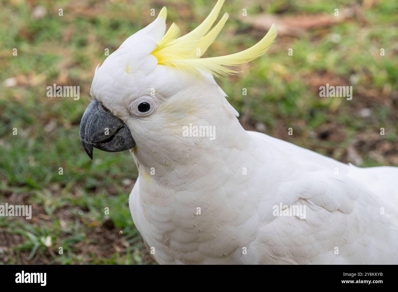 The yellow-crested cockatoo also known as the lesser sulphur-crested ...