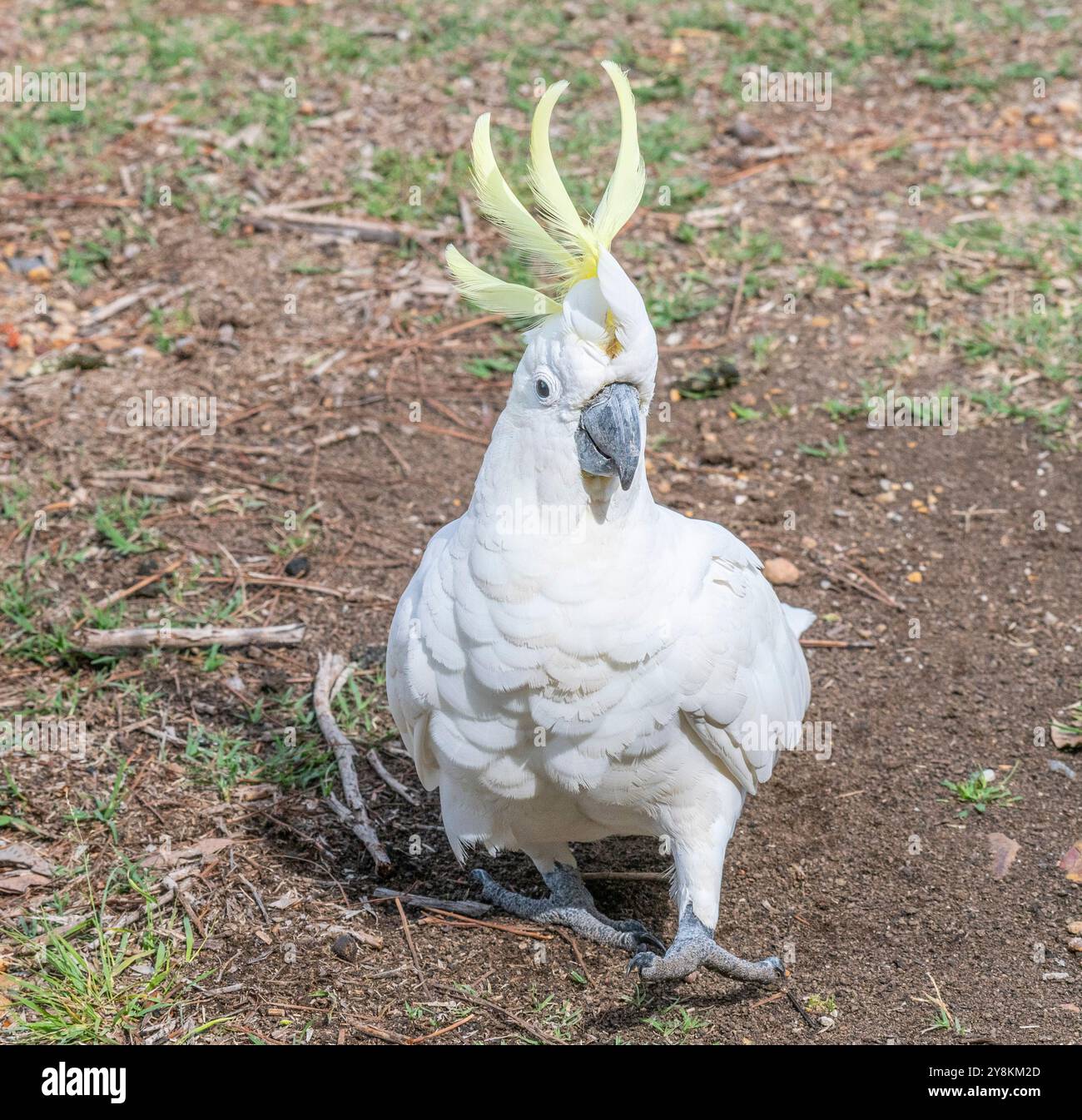 The yellow-crested cockatoo also known as the lesser sulphur-crested ...
