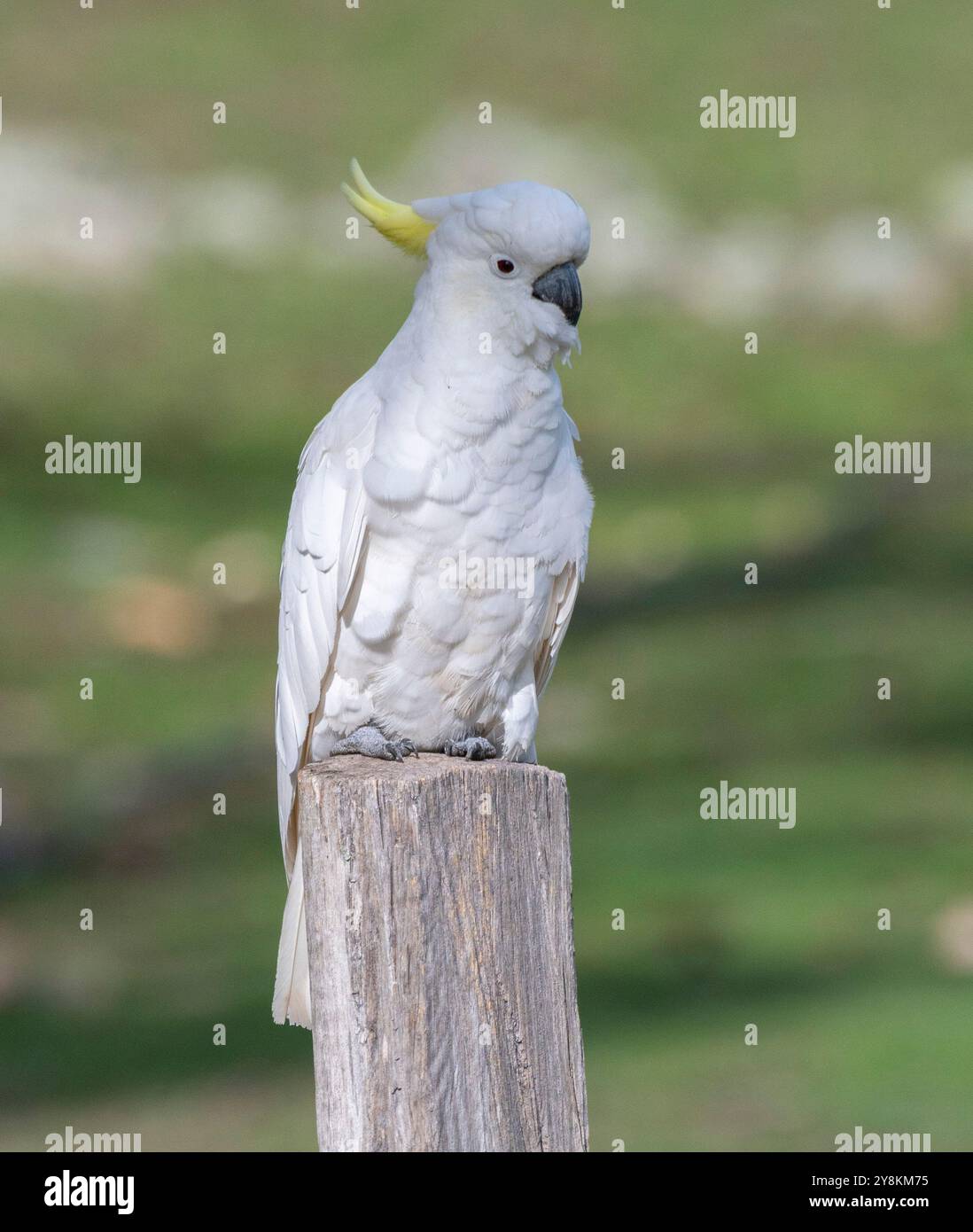 The yellow-crested cockatoo also known as the lesser sulphur-crested ...