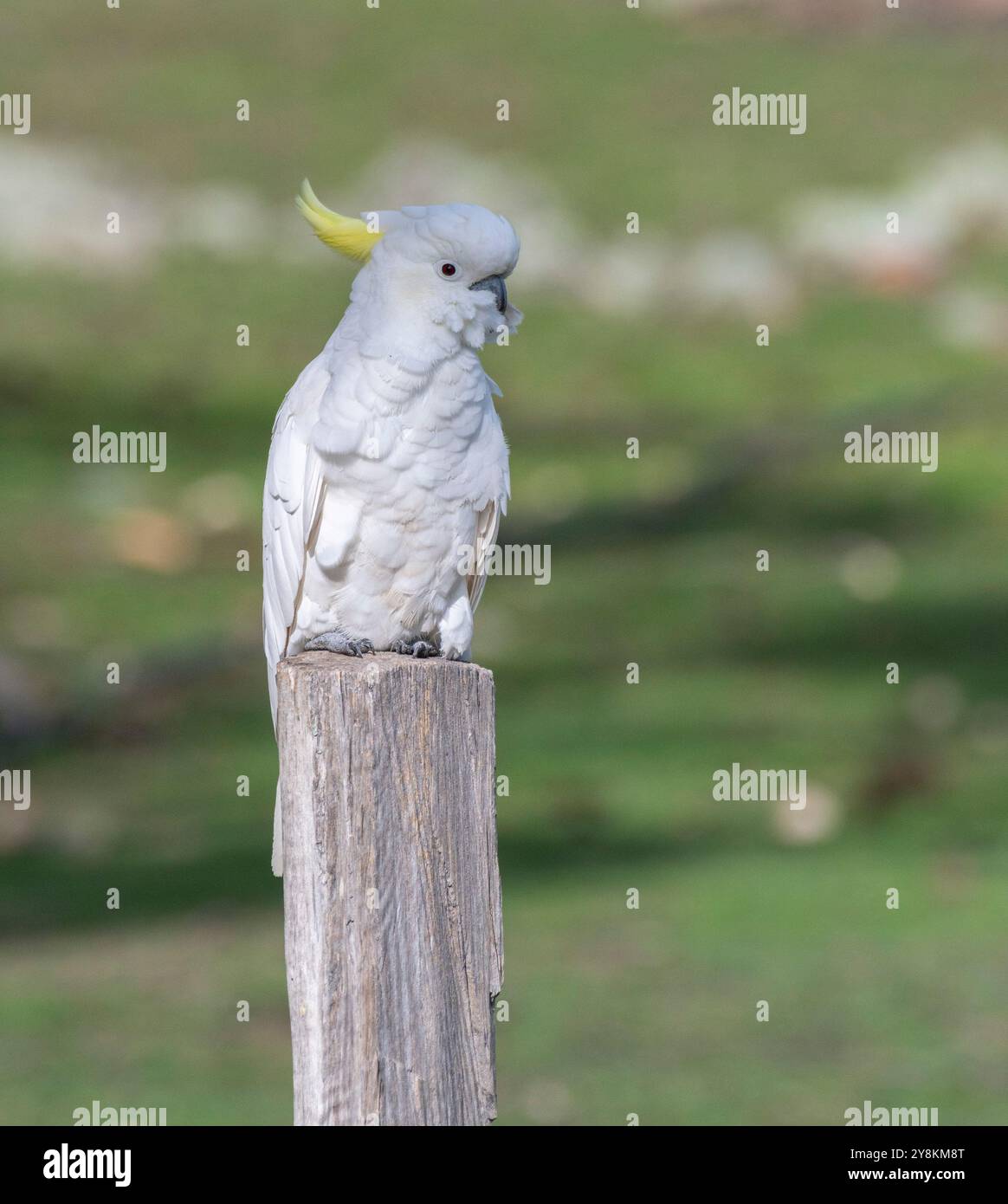 The yellow-crested cockatoo also known as the lesser sulphur-crested ...
