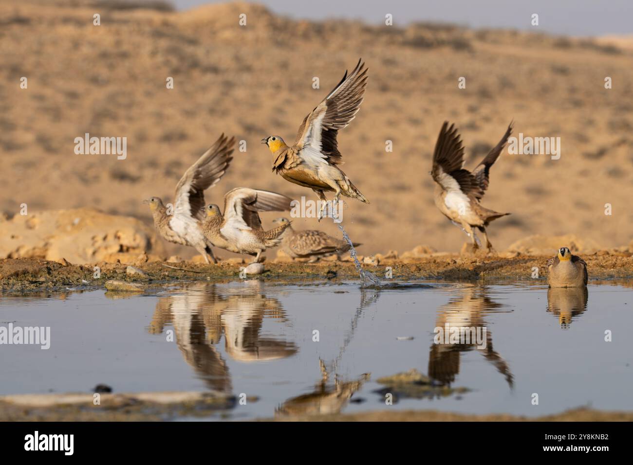 Sandgrouse species hi-res stock photography and images - Alamy