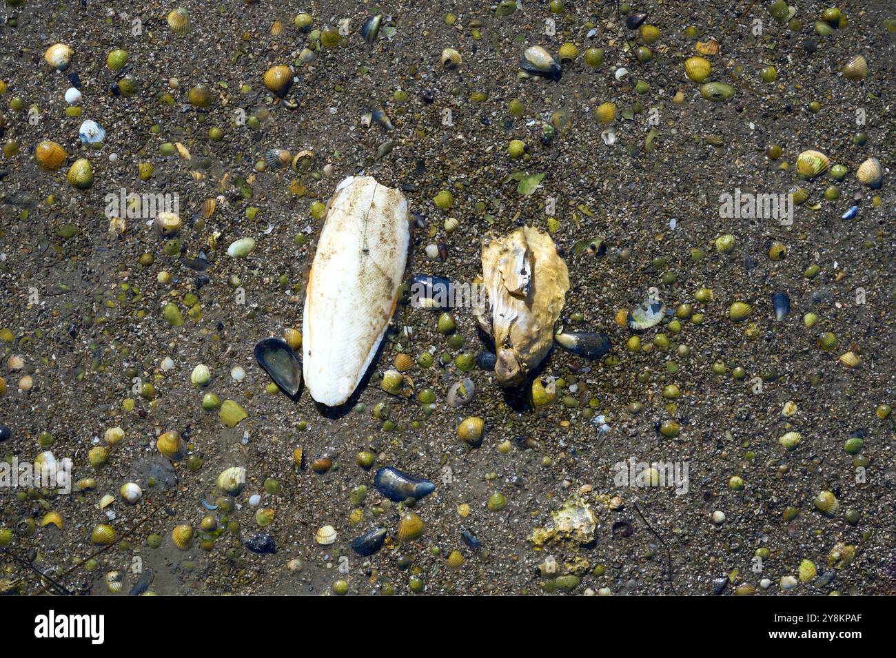 Shell (Cuttlebone) of the Cuttlefish resp.Sepia officinalis with ...