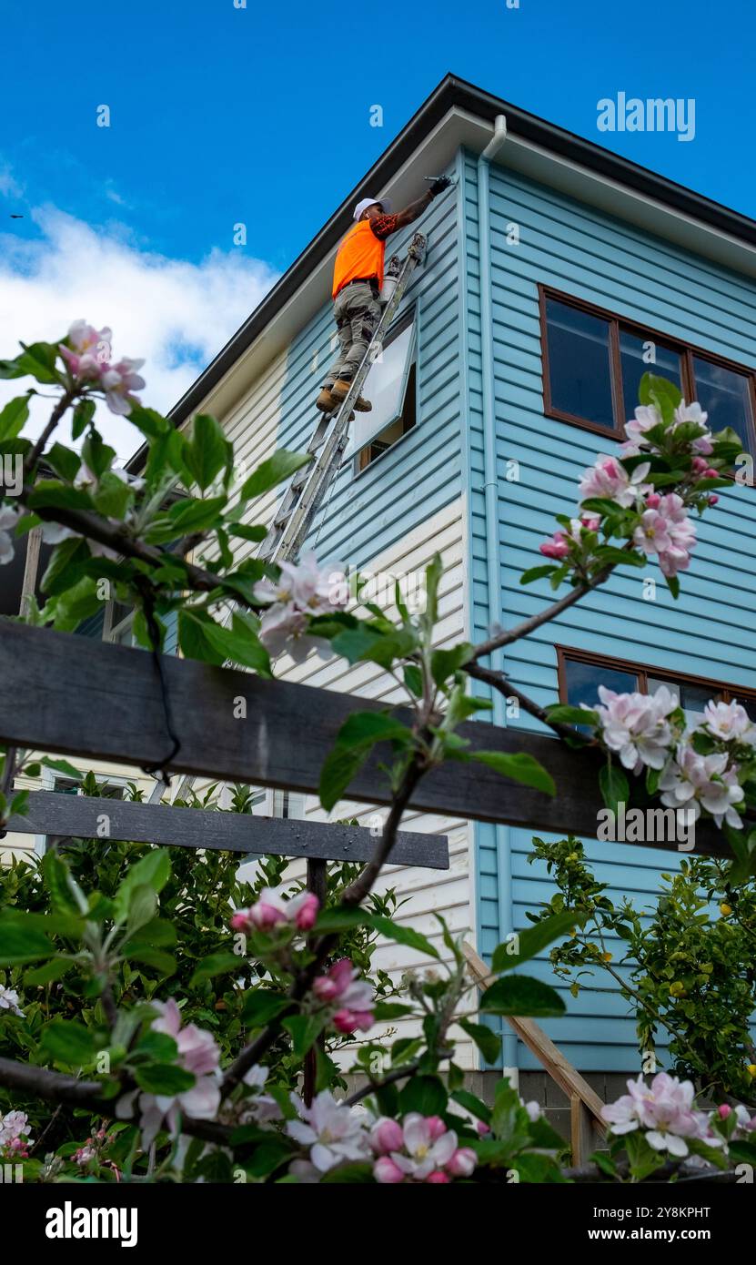 Painter on a ladder painting an old timber/weatherboard house Stock ...