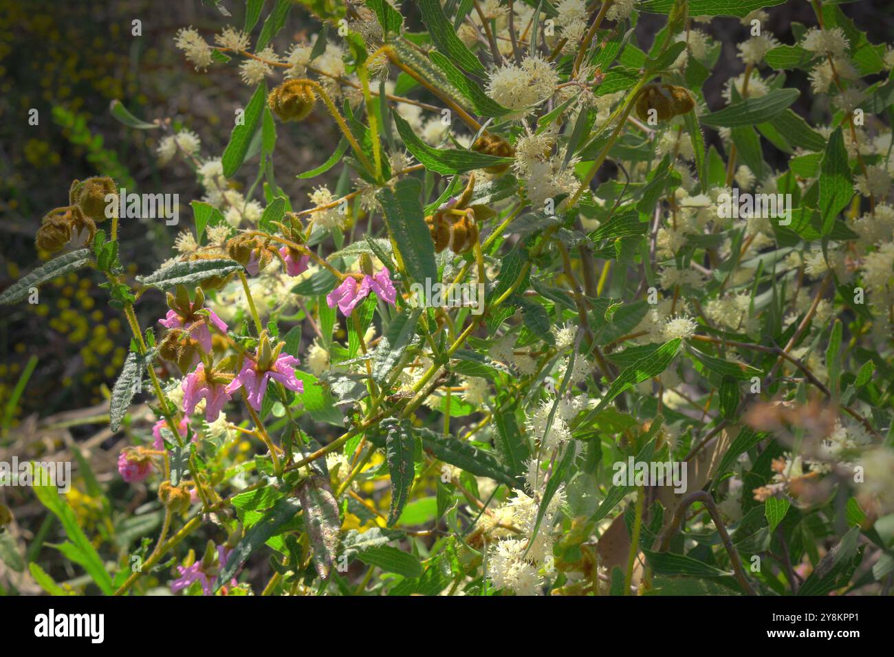Native Australian wildflowers purple Thomasia grandiflora and white ...