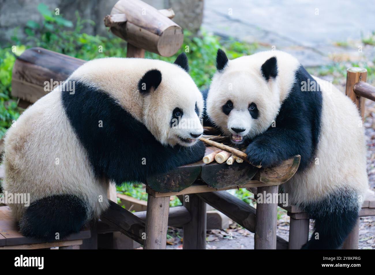 CHONGQING, CHINA - OCTOBER 6, 2024 - Giant pandas "Yu Ke" and "Yu Ai ...
