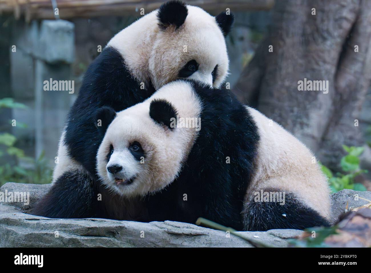 CHONGQING, CHINA - OCTOBER 6, 2024 - Giant pandas "Yu Ke" and "Yu Ai ...