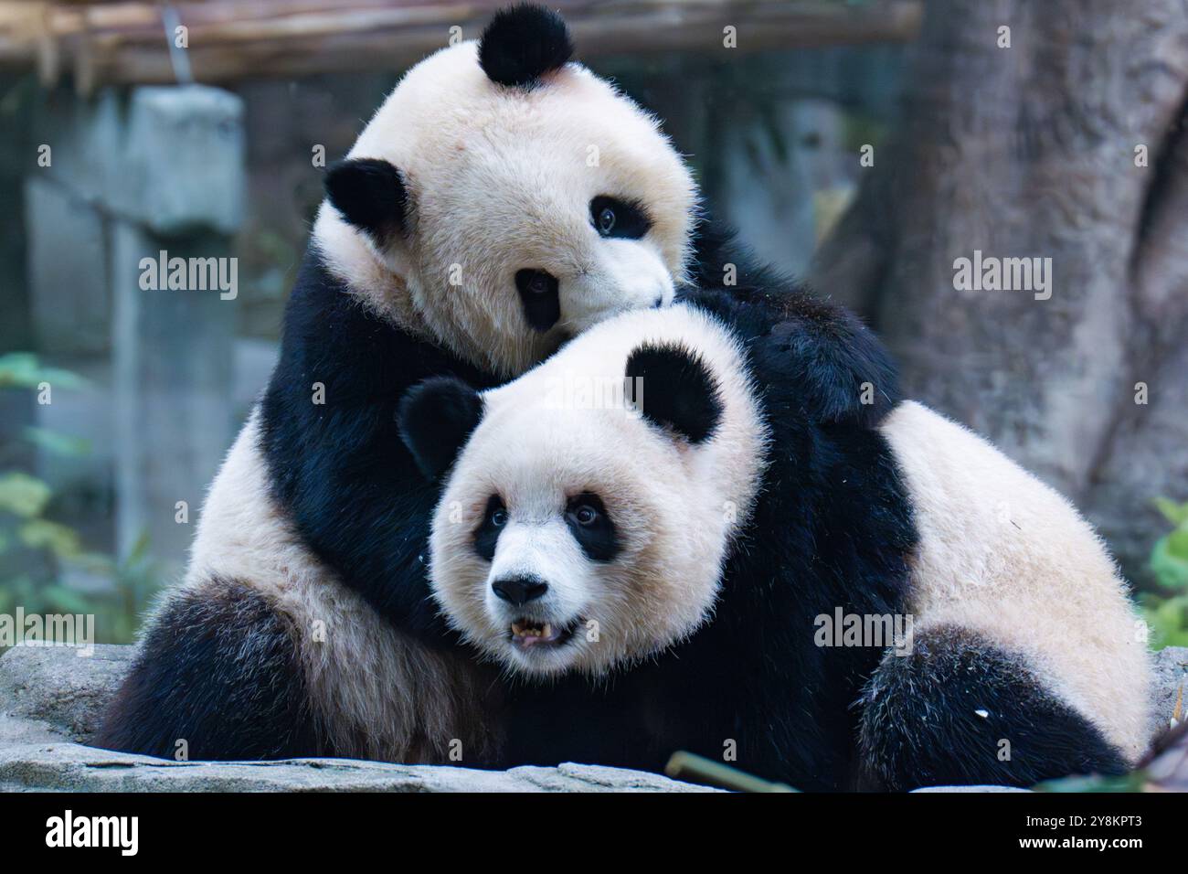 CHONGQING, CHINA - OCTOBER 6, 2024 - Giant pandas "Yu Ke" and "Yu Ai ...