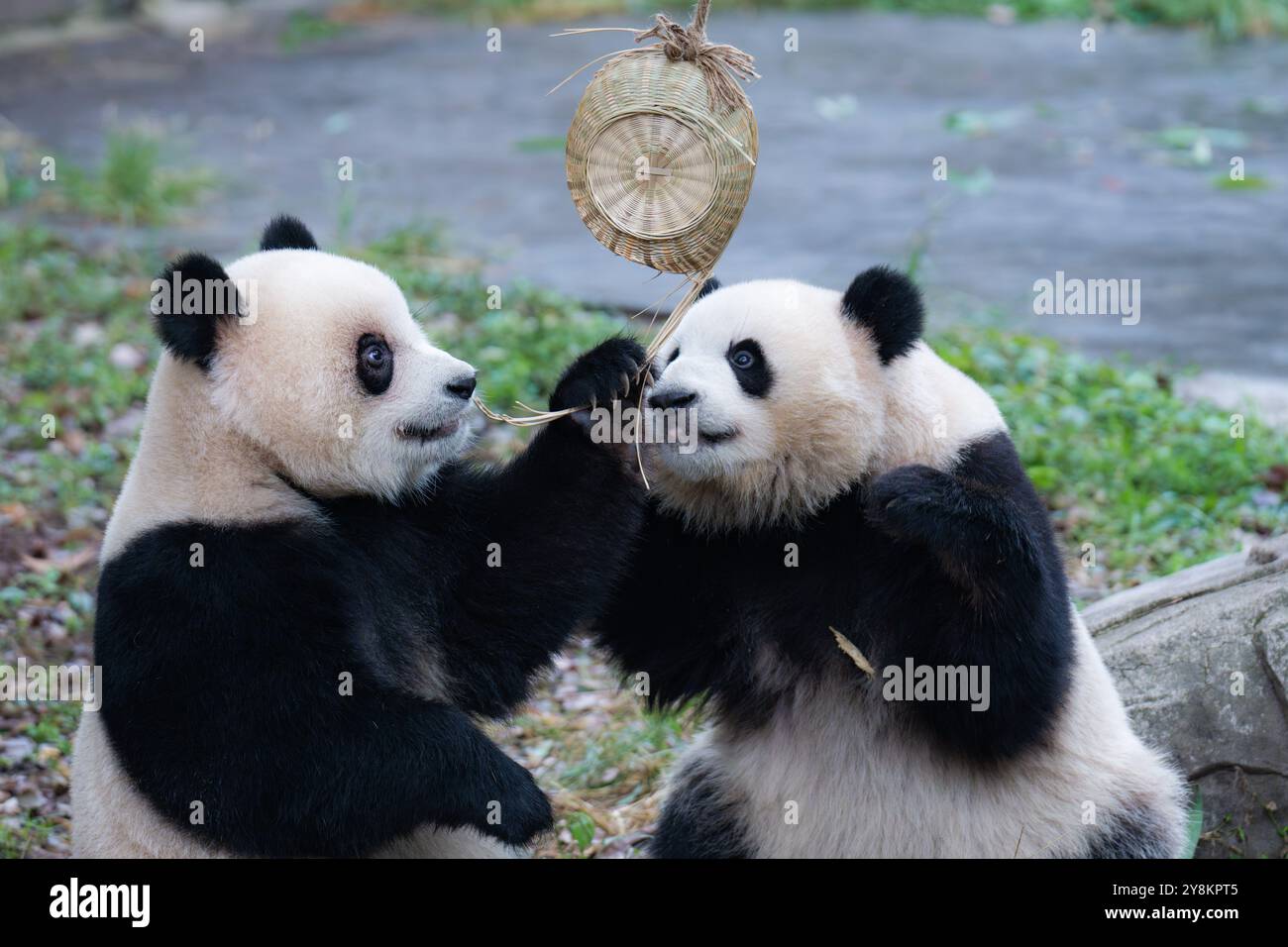 CHONGQING, CHINA - OCTOBER 6, 2024 - Giant pandas "Yu Ke" and "Yu Ai ...