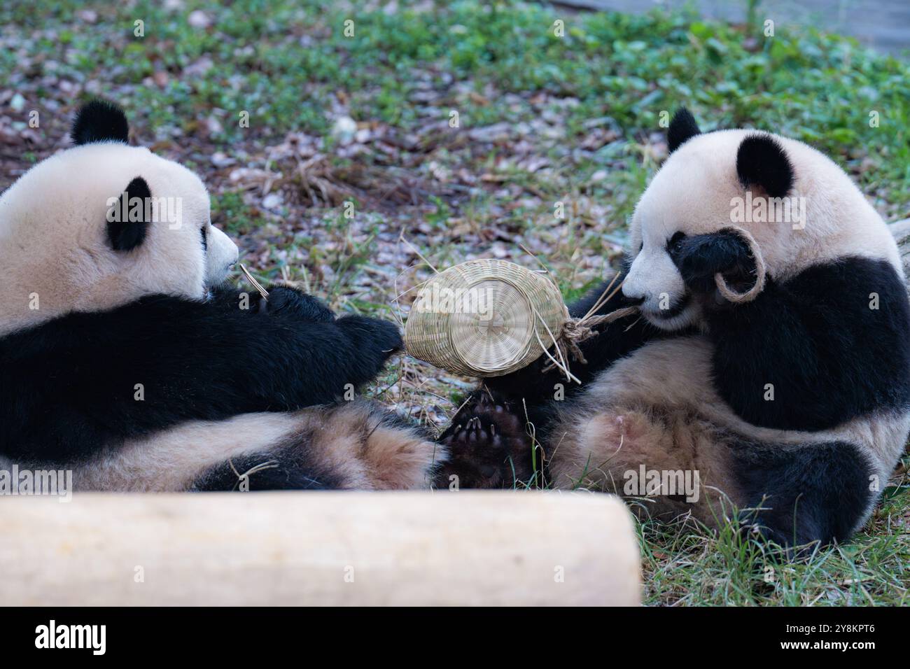 CHONGQING, CHINA - OCTOBER 6, 2024 - Giant pandas "Yu Ke" and "Yu Ai ...