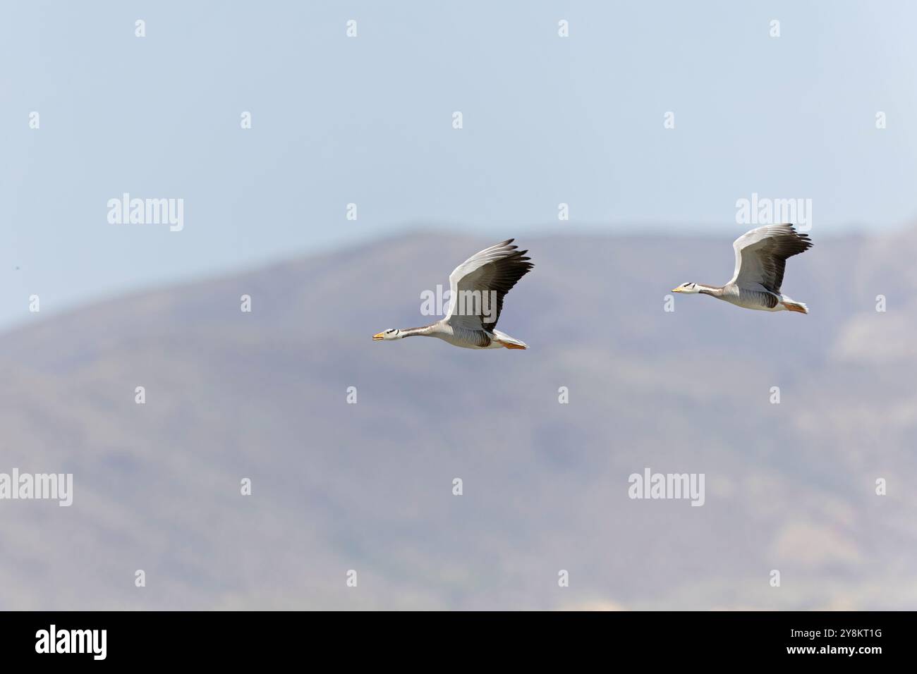 Bar-headed goose (Anser indicus) in flight Stock Photo - Alamy