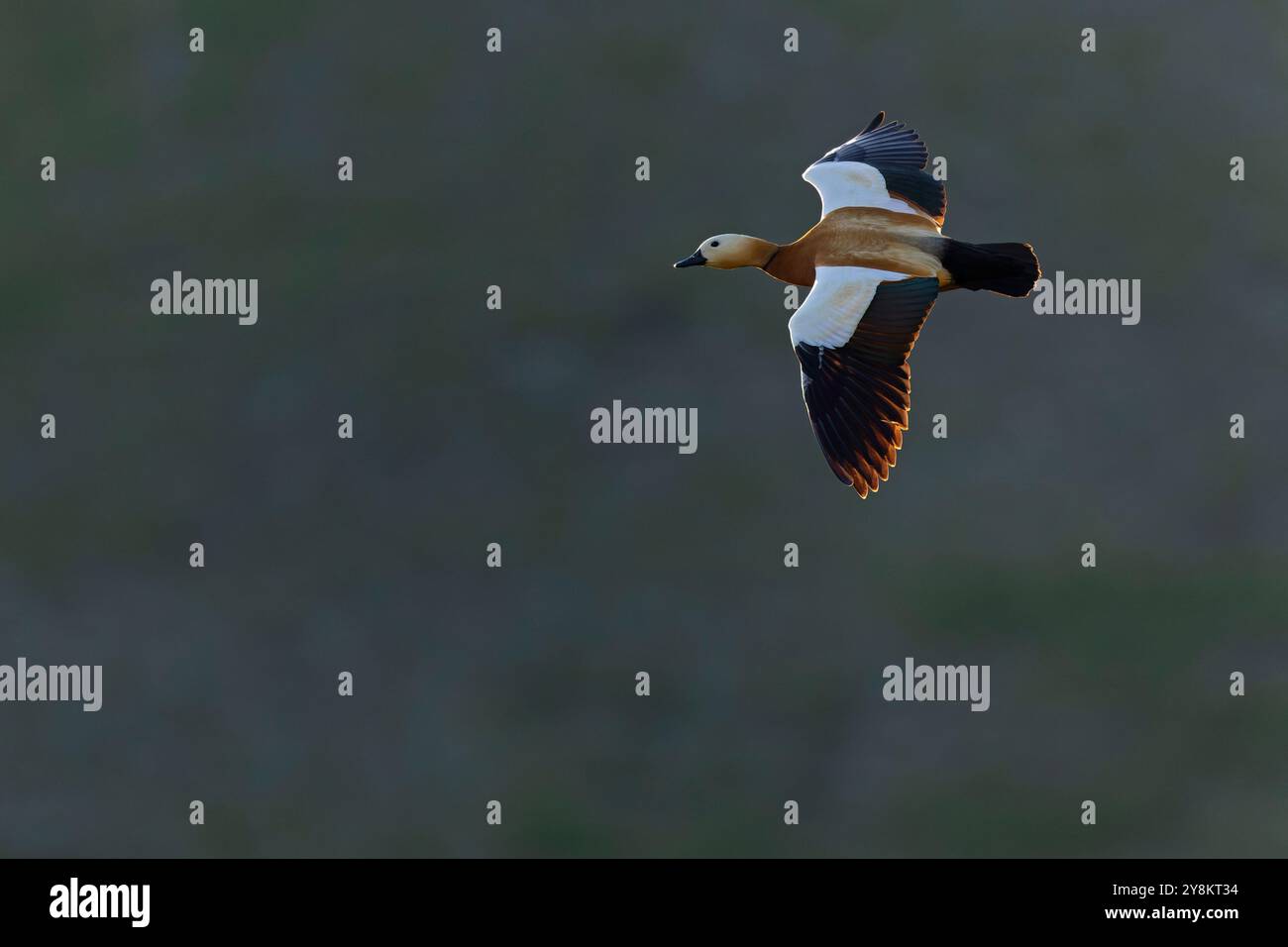 Ruddy shelduck (Tadorna ferruginea) back lit in flight Stock Photo - Alamy