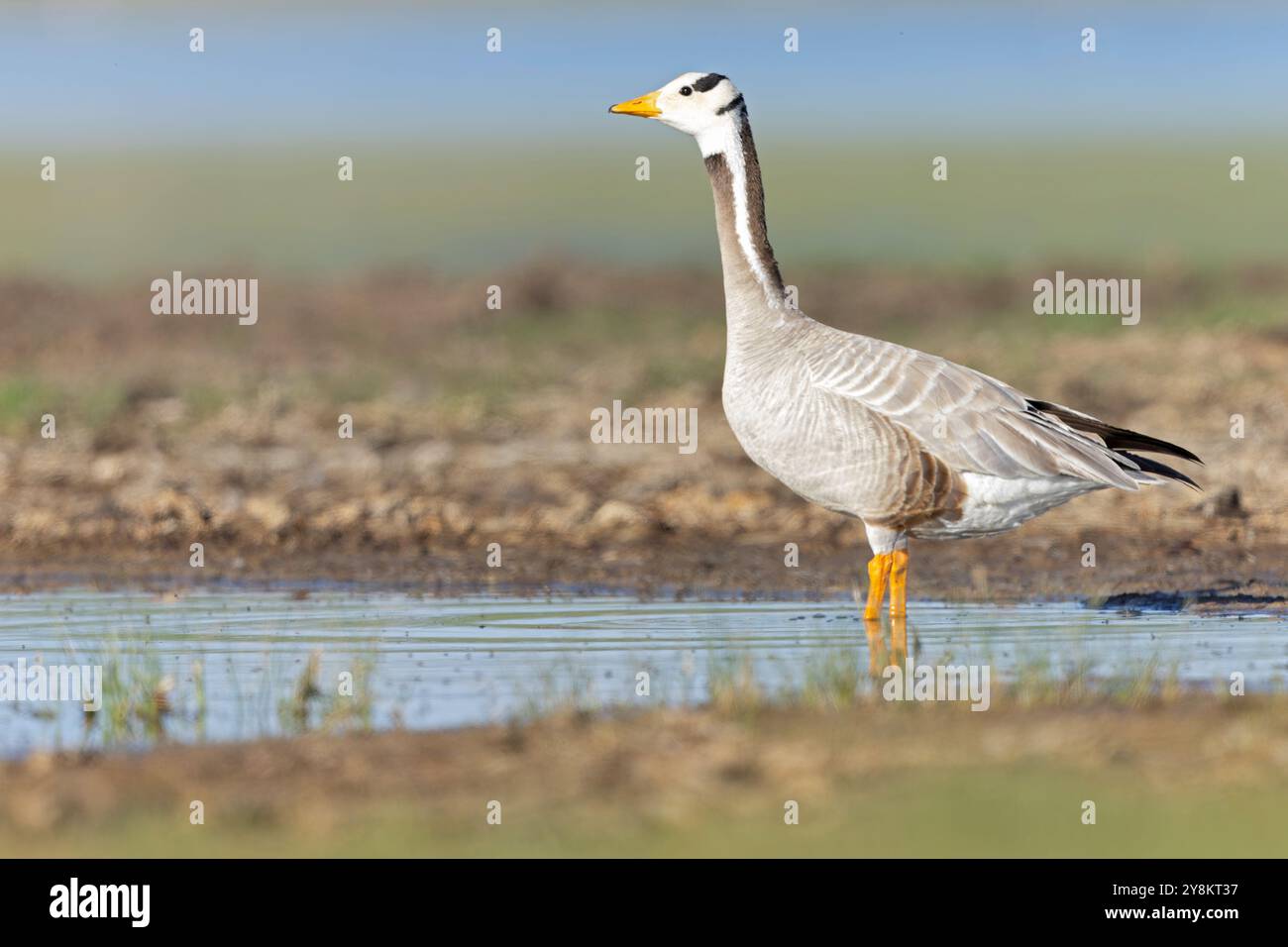 Bar-headed goose (Anser indicus) at waters edge Stock Photo - Alamy
