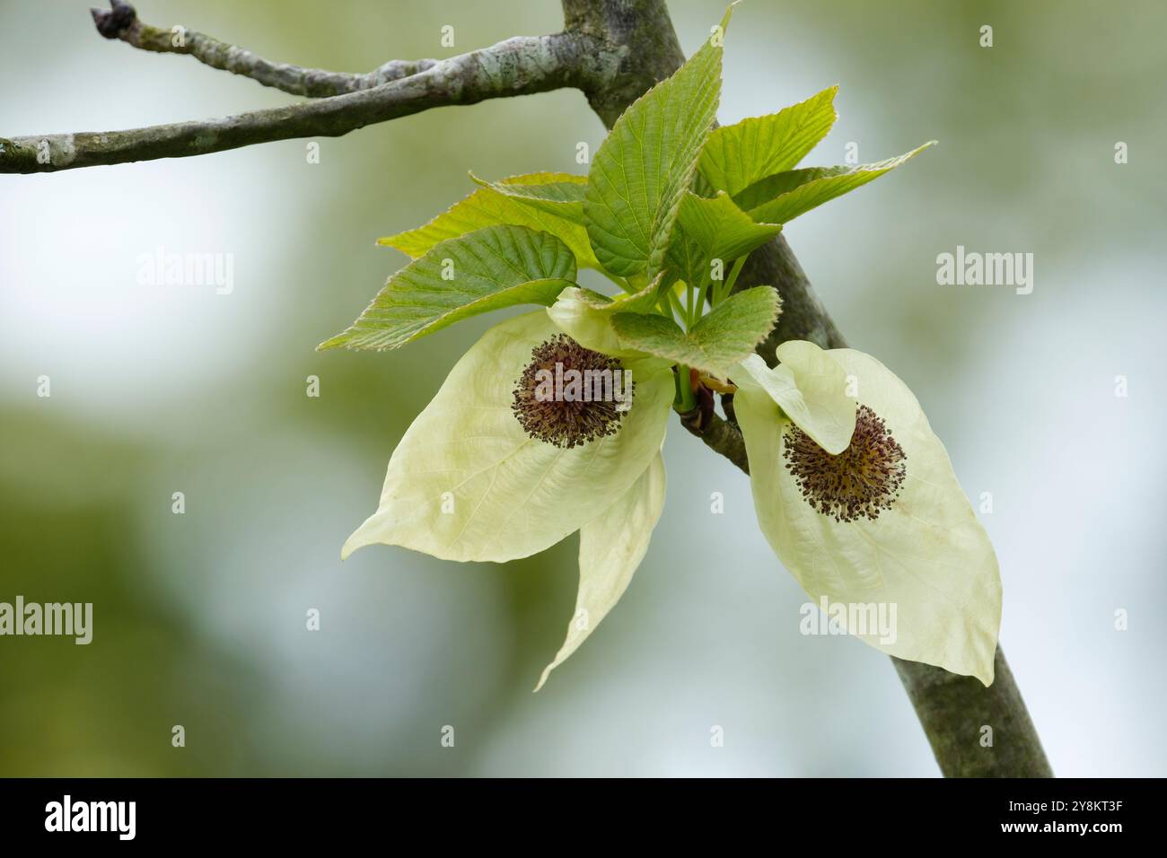 Davidia involucrata dove tree handkerchief tree hi-res stock ...