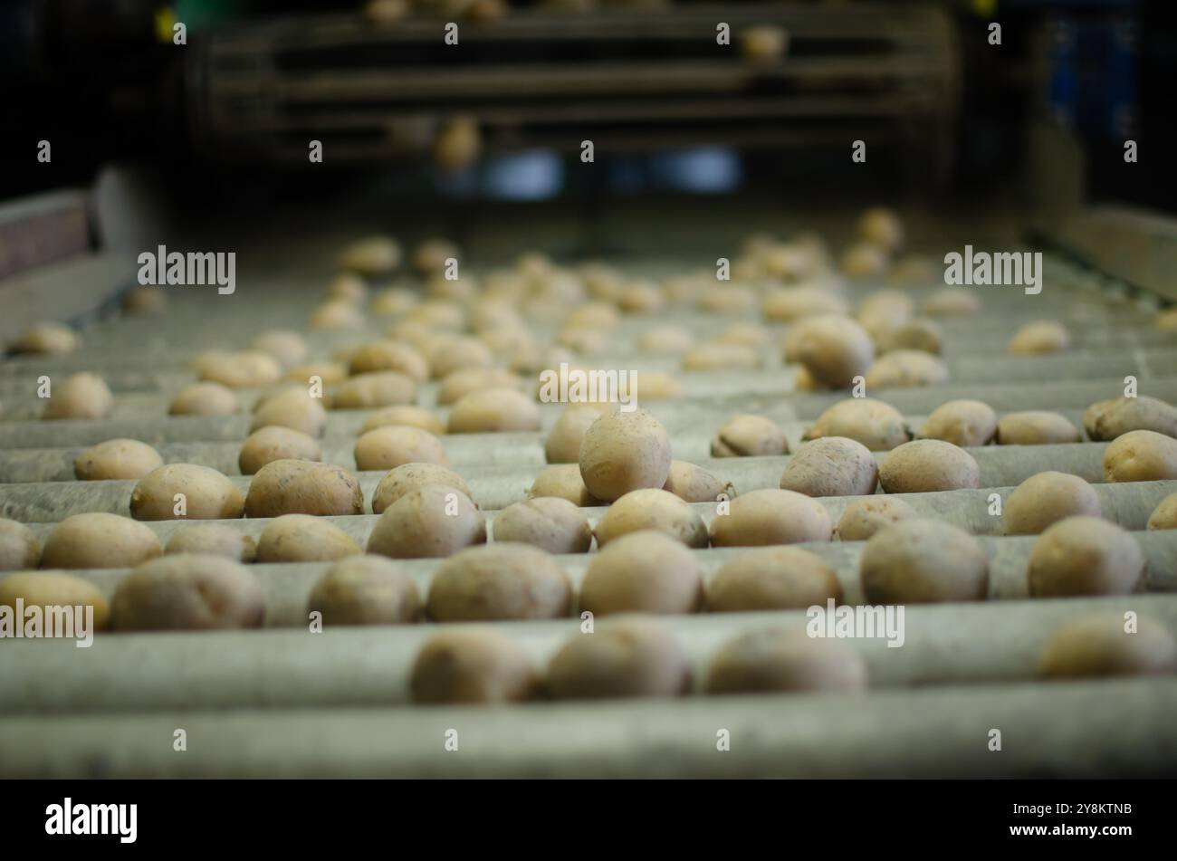 Potatoes on a conveyor belt after harvesting, agricultural work concept ...
