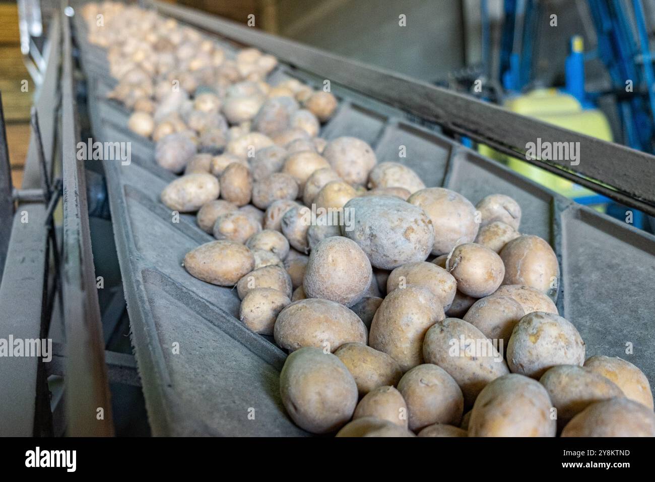 Freshly harvested potatoes on conveyor belt in agricultural processing ...