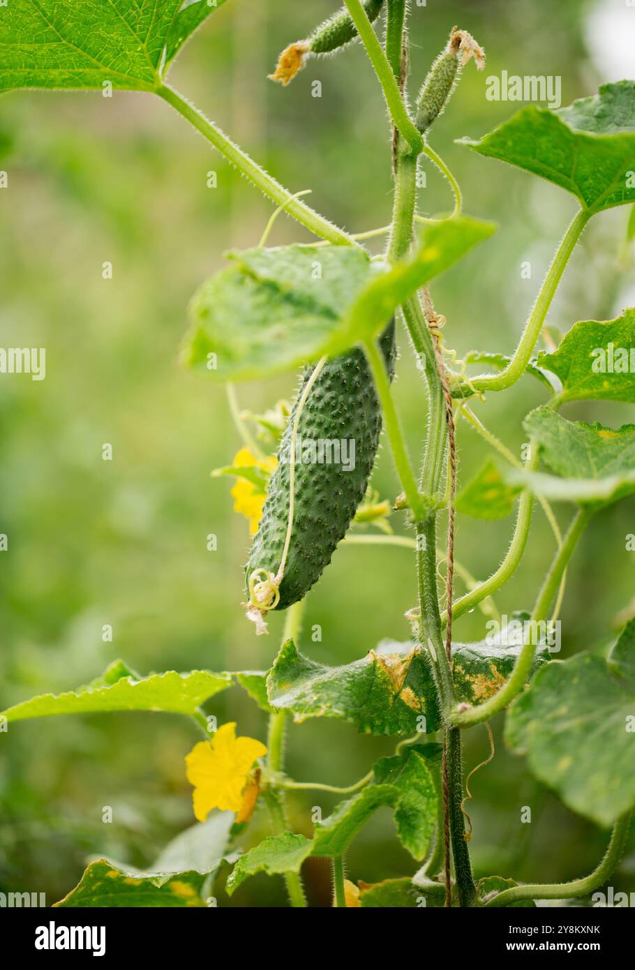 Cucumber is growing on a vine. The cucumber is green and has a few ...