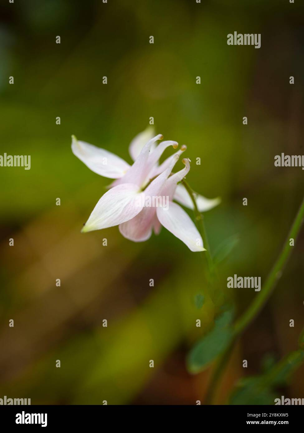 Natural close up, semi-abstract, patterns in nature / plantlike ...