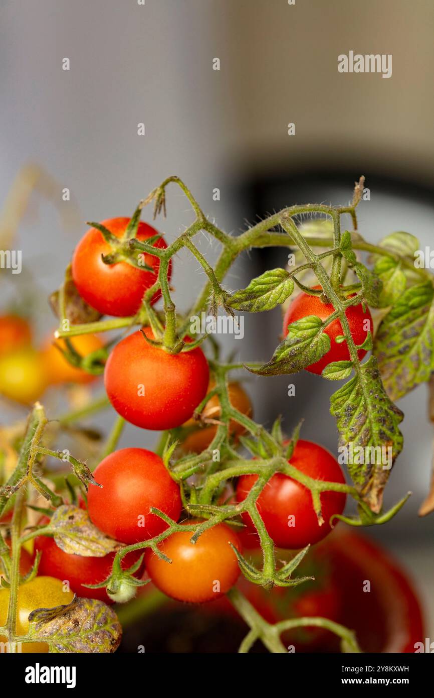 Portrait cherry tomato baskets hi-res stock photography and images - Alamy