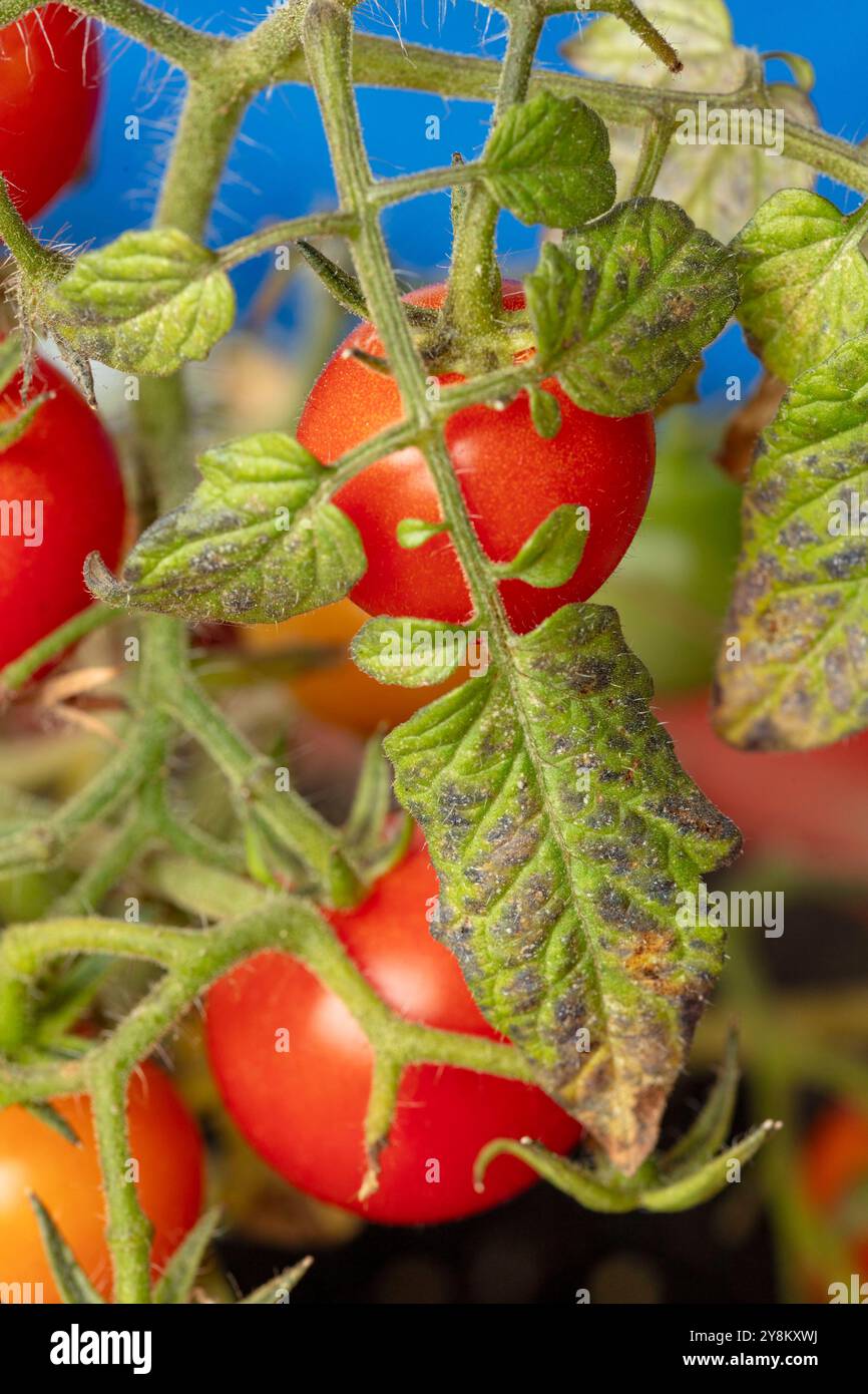 Portrait cherry tomato baskets hi-res stock photography and images - Alamy