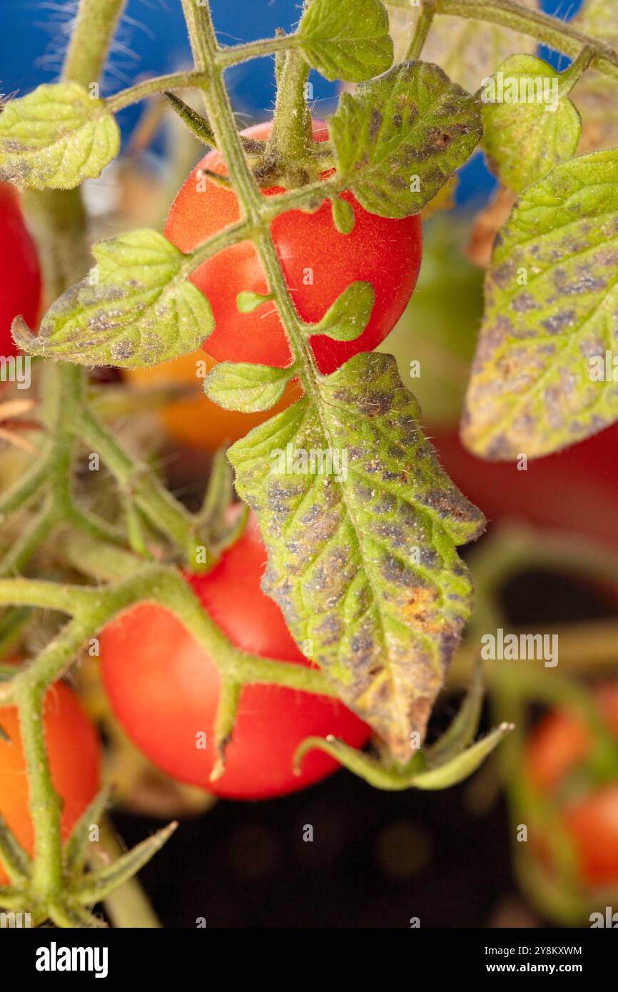 Portrait cherry tomato baskets hi-res stock photography and images - Alamy