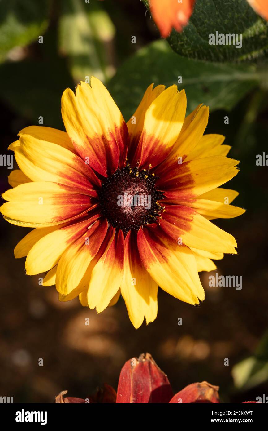 natural close up flowering plant portrait of Rudbeckia Summerina Yellow ...