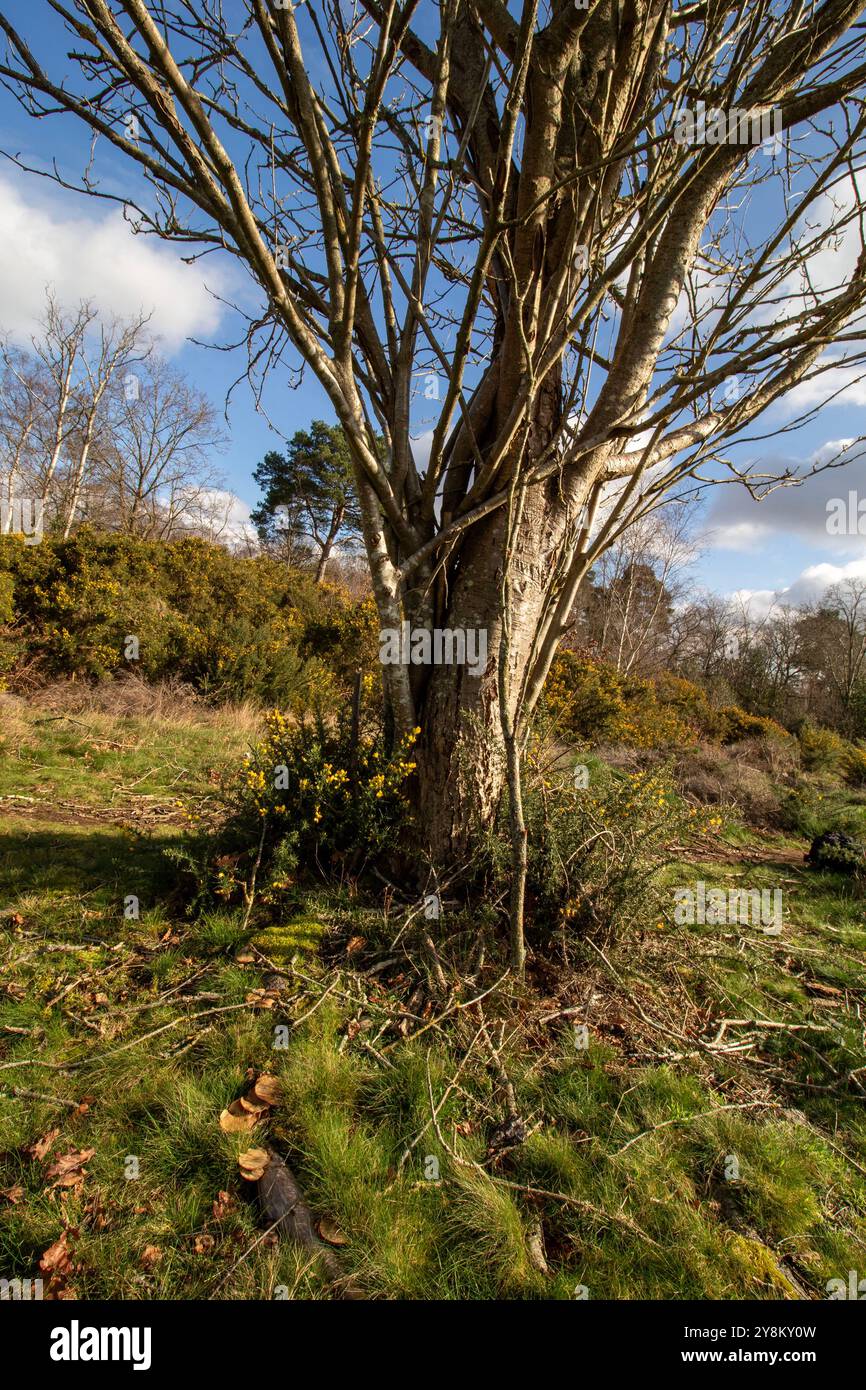 Intimate spring landscape at Keston Common with Gorse, tree and lovely ...
