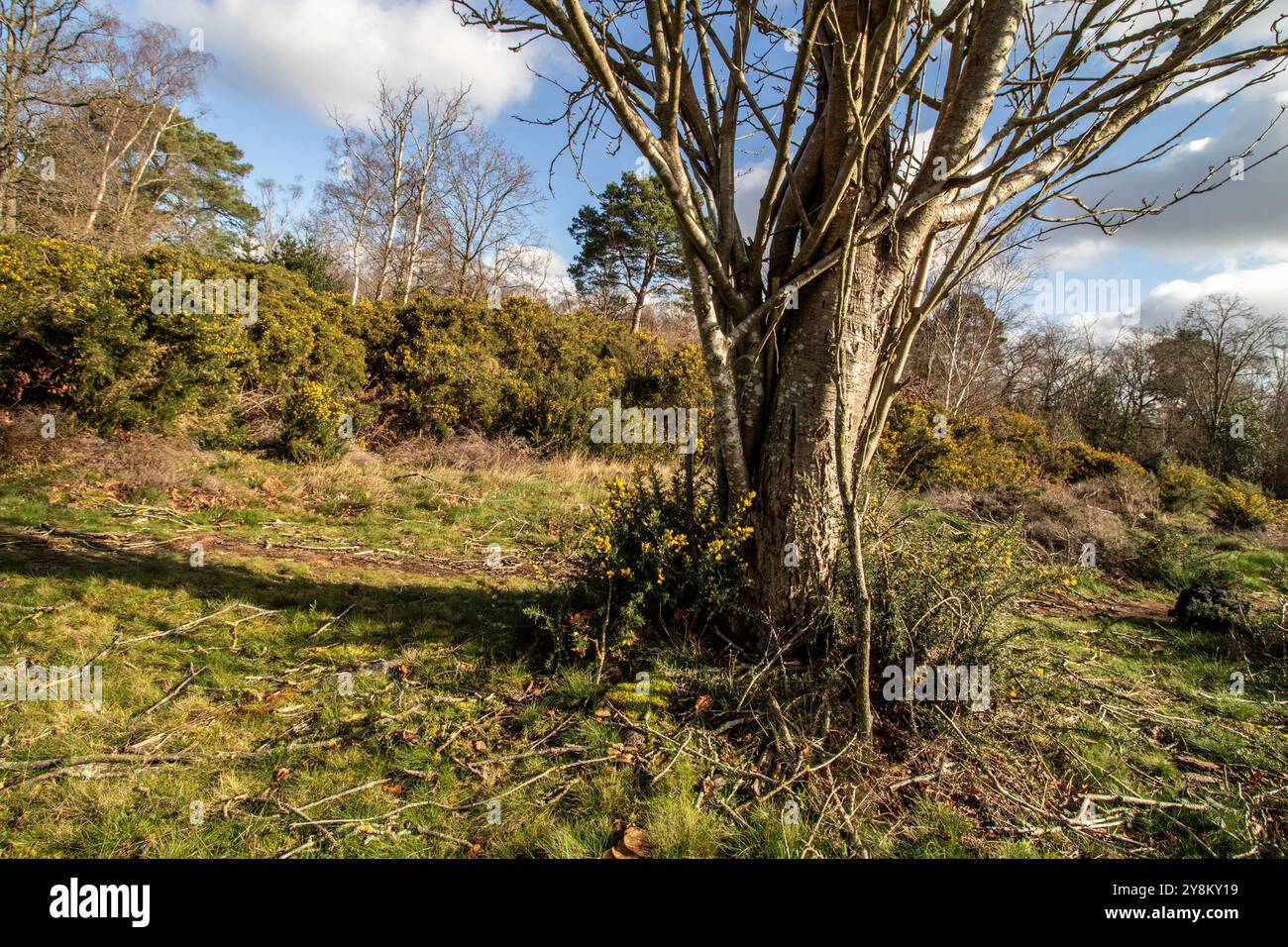 Intimate spring landscape at Keston Common with Gorse, tree and lovely ...