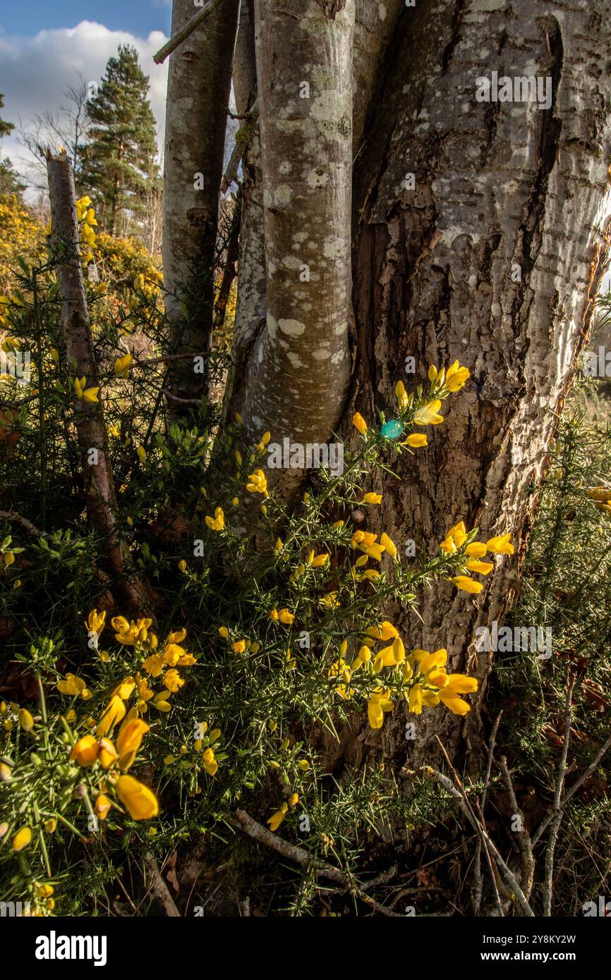 Intimate spring landscape at Keston Common with Gorse, tree and lovely ...