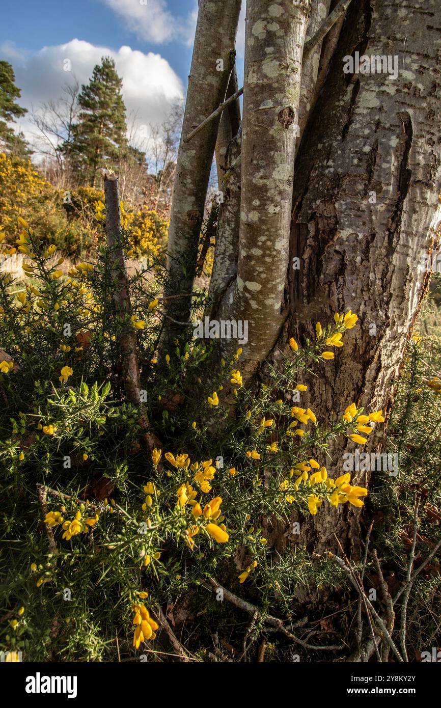 Intimate spring landscape at Keston Common with Gorse, tree and lovely ...