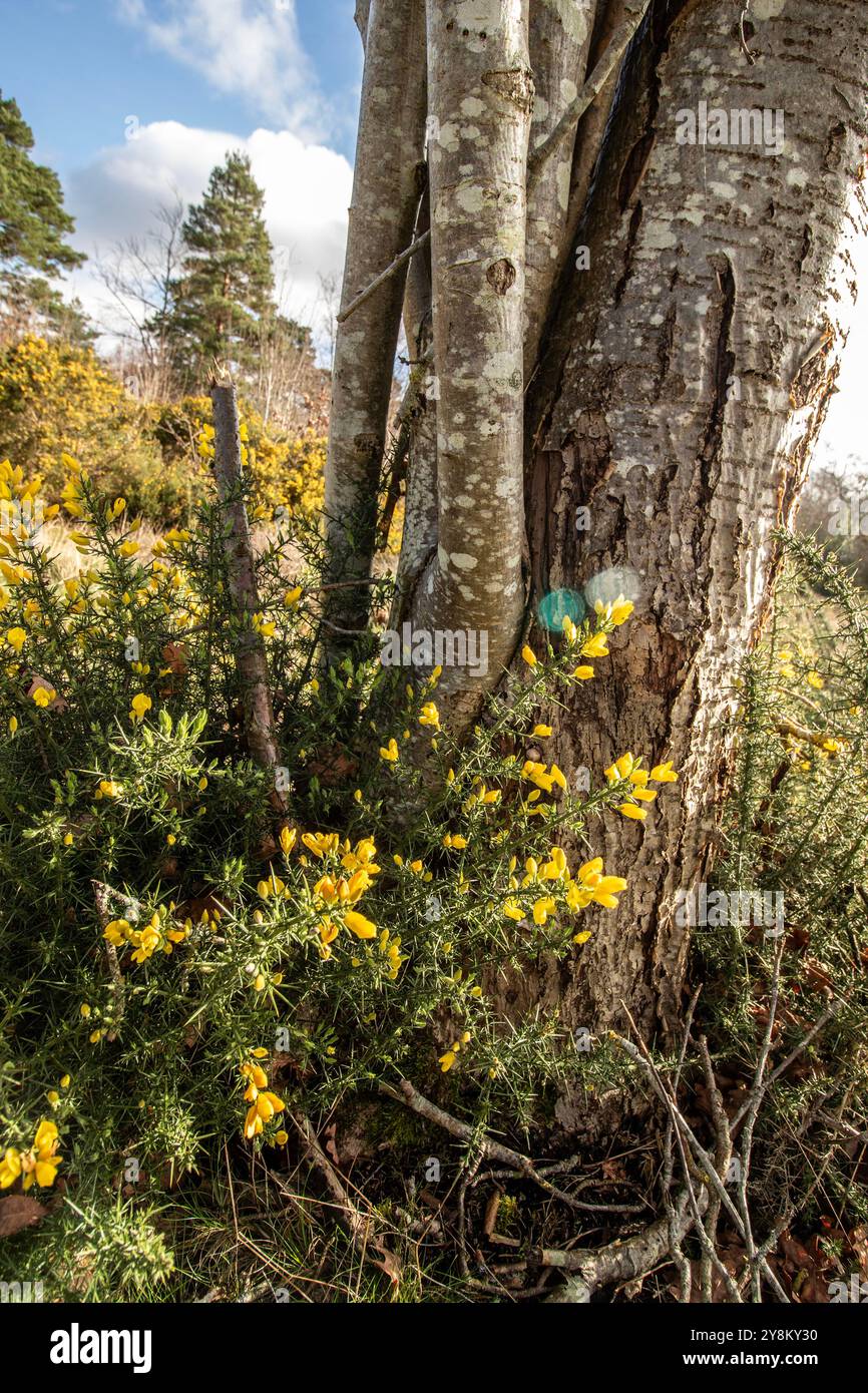Intimate spring landscape at Keston Common with Gorse, tree and lovely ...