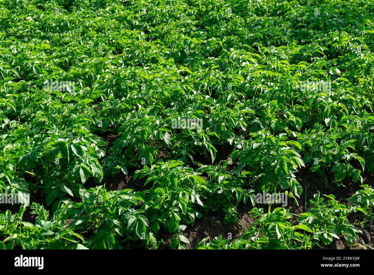 A green sea of potato plants under a clear sky Stock Photo - Alamy