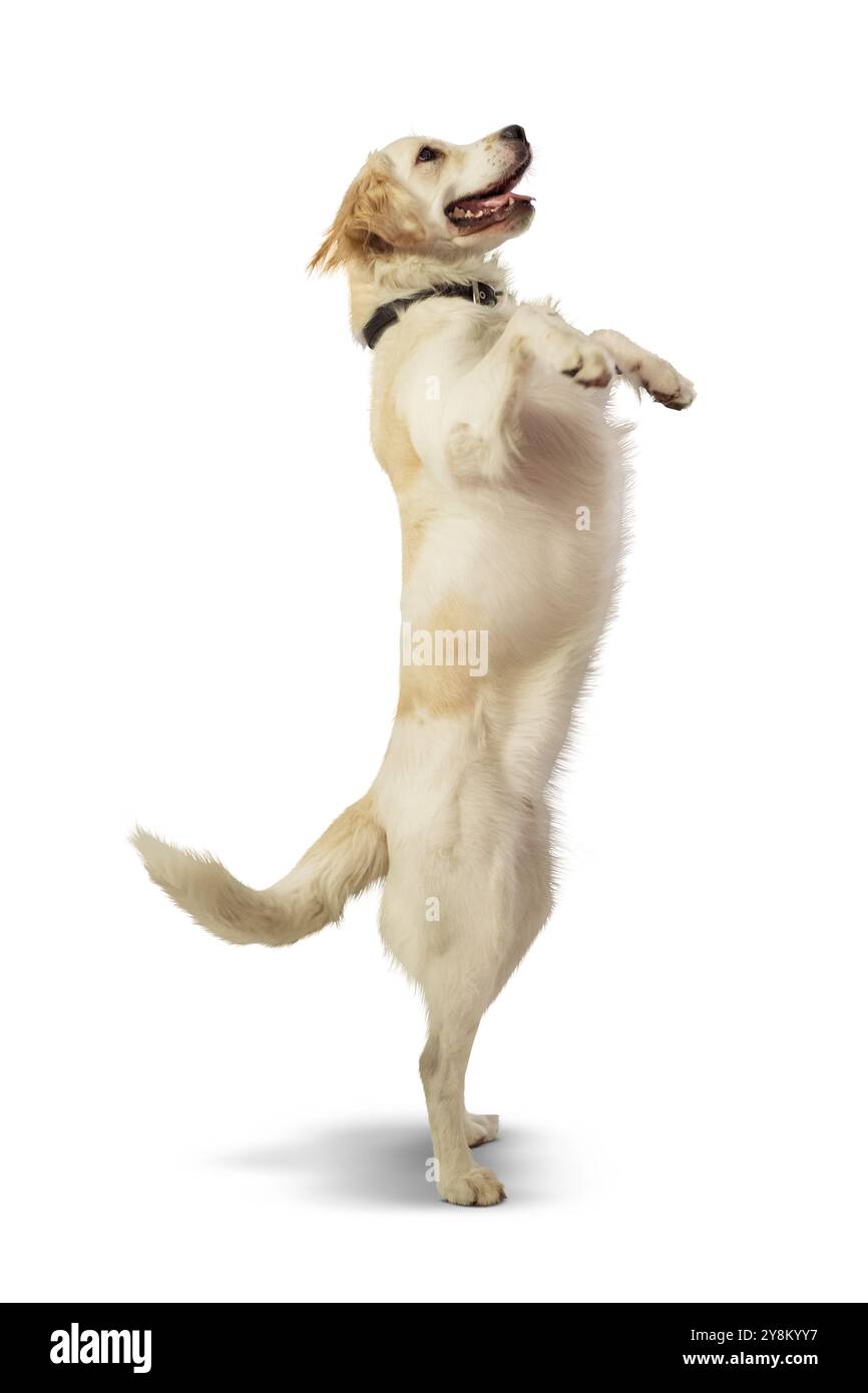 Fluffy dog stands on Cut Out Stock Images & Pictures - Alamy