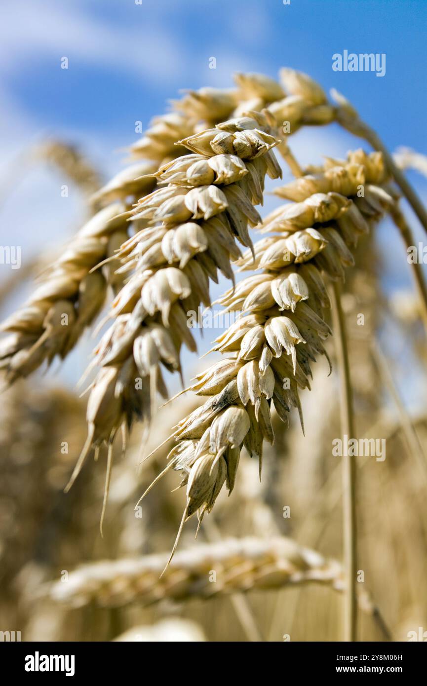 wheat, field, agriculture, sky, plant, grain, nature, harvest, grass ...