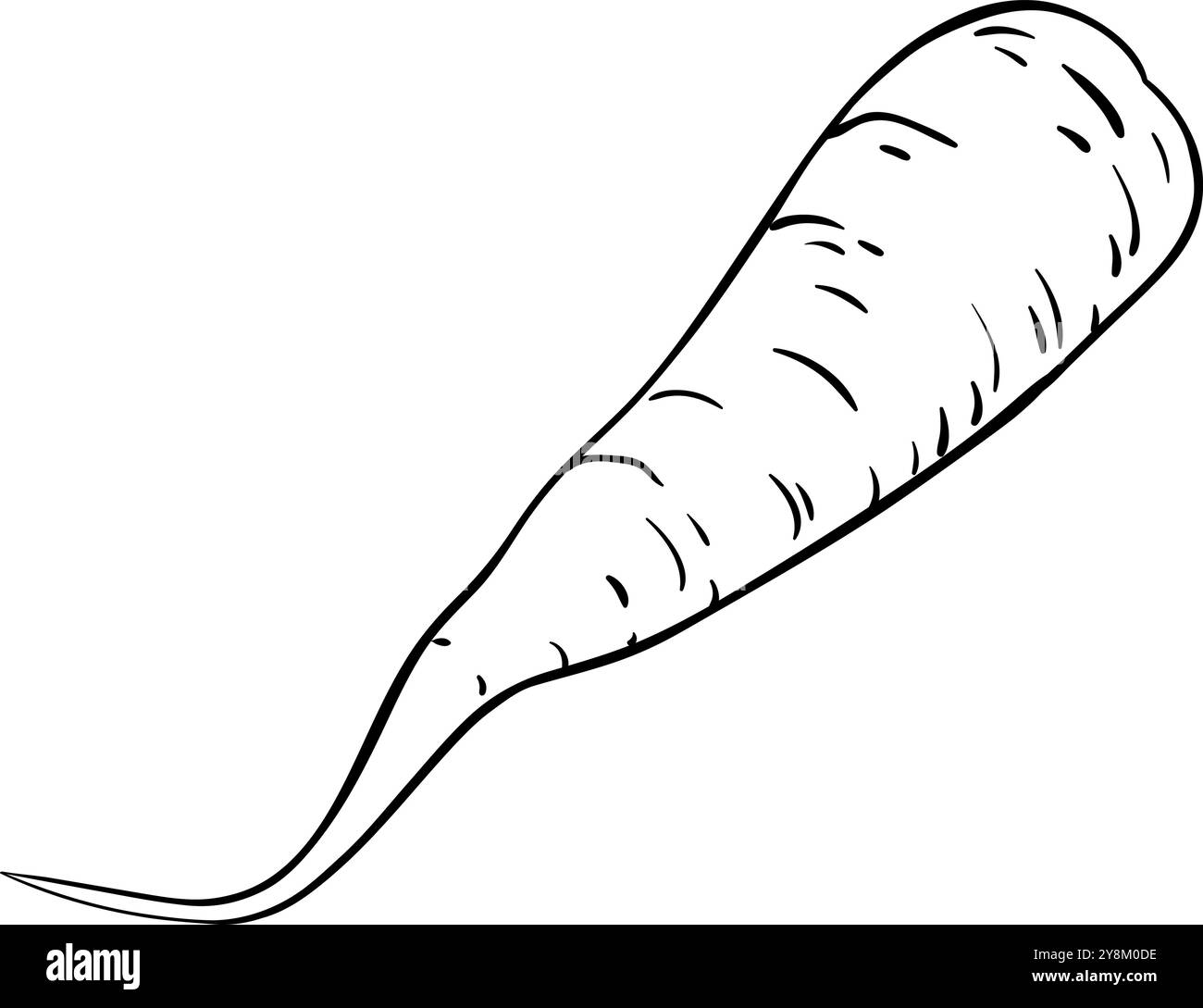 Carrot Root Isolated Outline Illustration Stock Vector Image & Art - Alamy