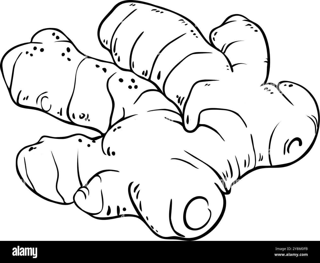 Ginger Root Isolated Outline Illustration Stock Vector Image & Art - Alamy